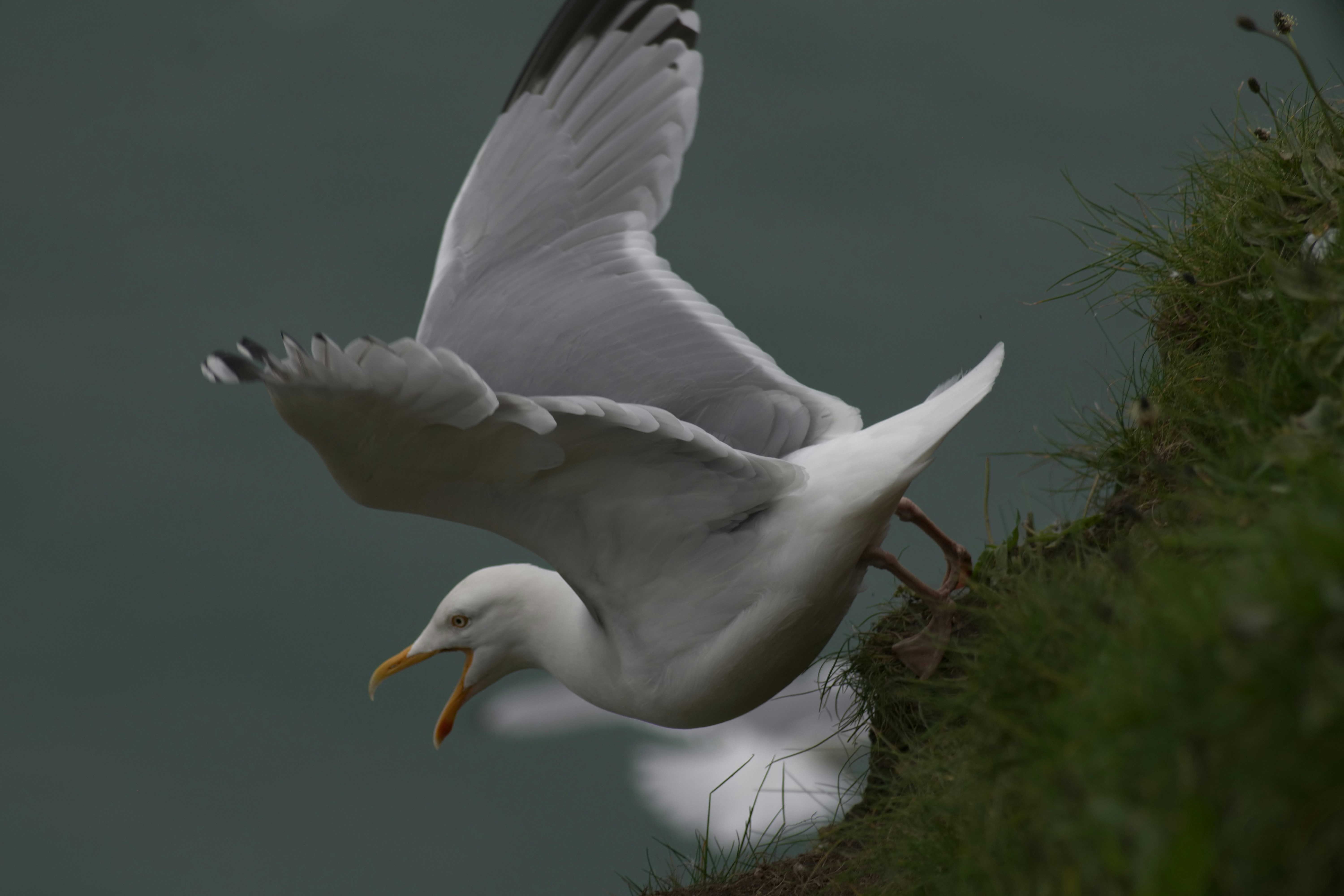 Gull's Flight Over Coastal Edge