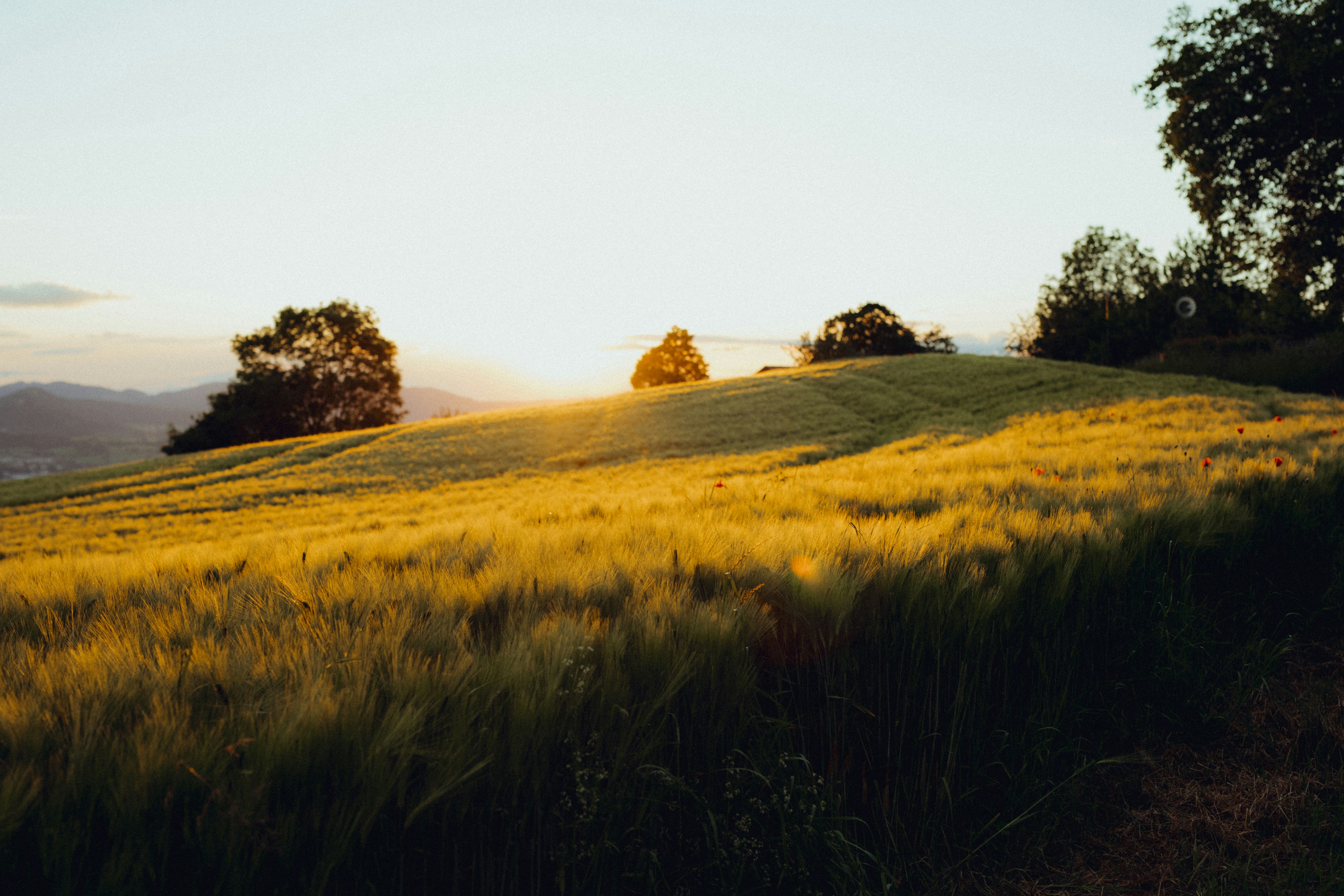 Golden wheat field illuminated by the setting sun, with silhouettes of trees in the background. The scene captures the tranquil beauty of rural landscapes.