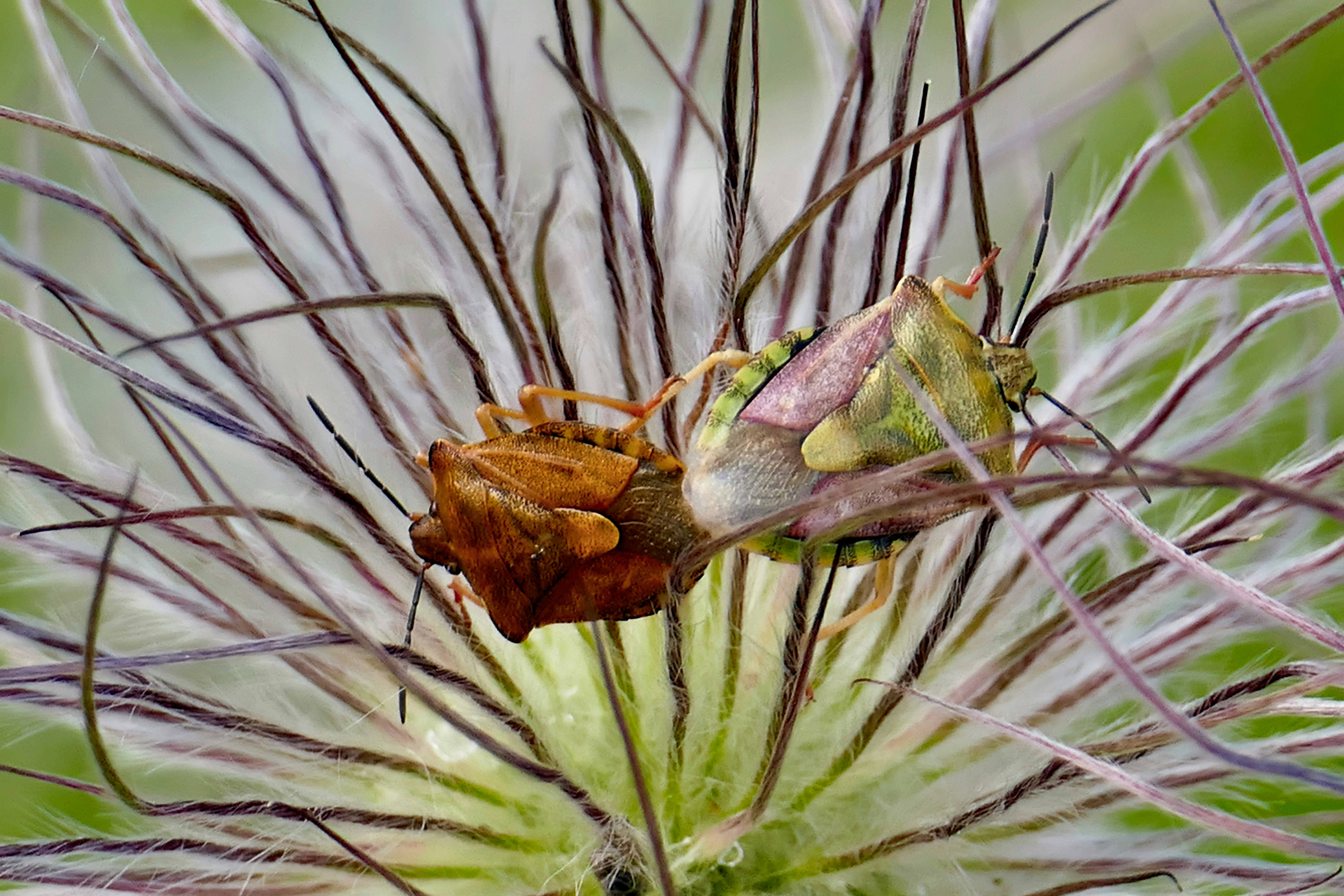Ember on a Spiky Crown: a macro portrait of a withered bloom