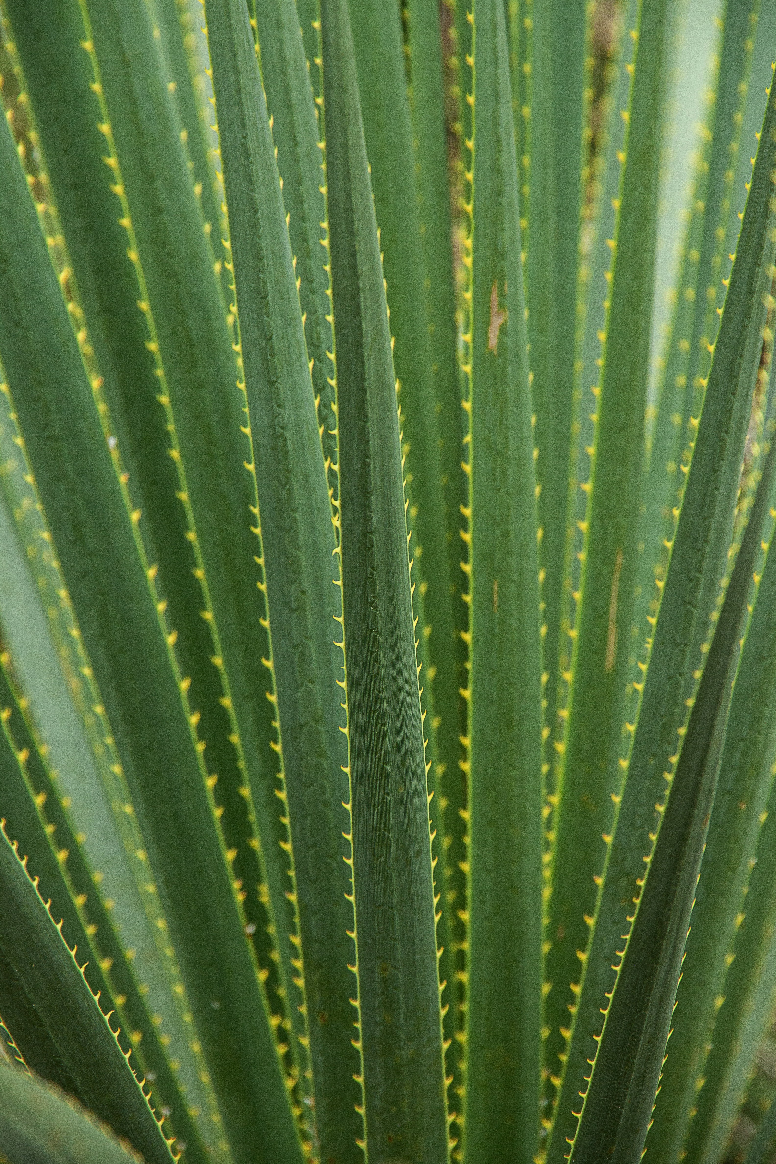 Emerald Spires: Macro Portrait of Serrated Agave Leaves