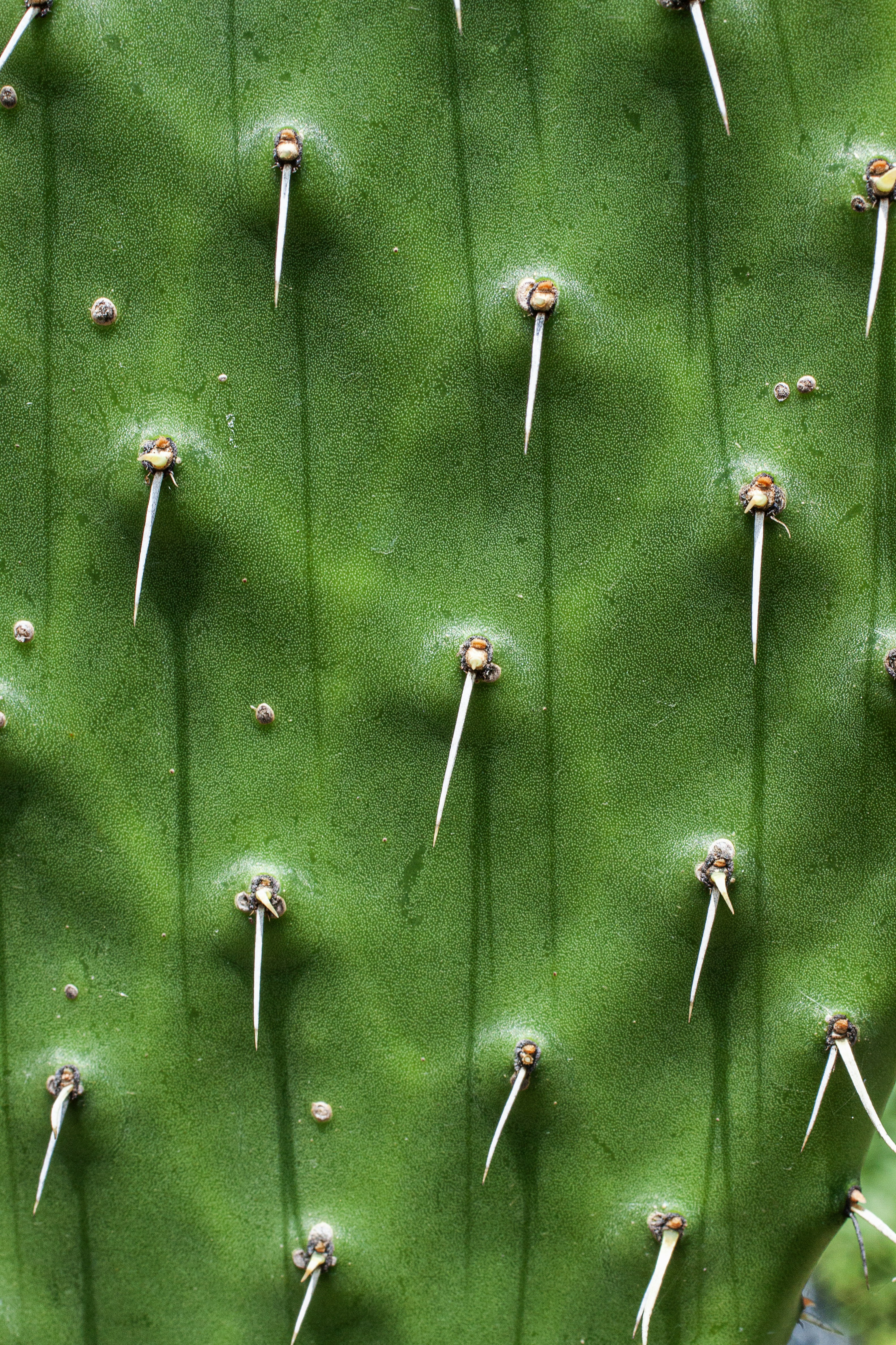Parallel Spines: a Close-up Study of a Green Cactus Surface