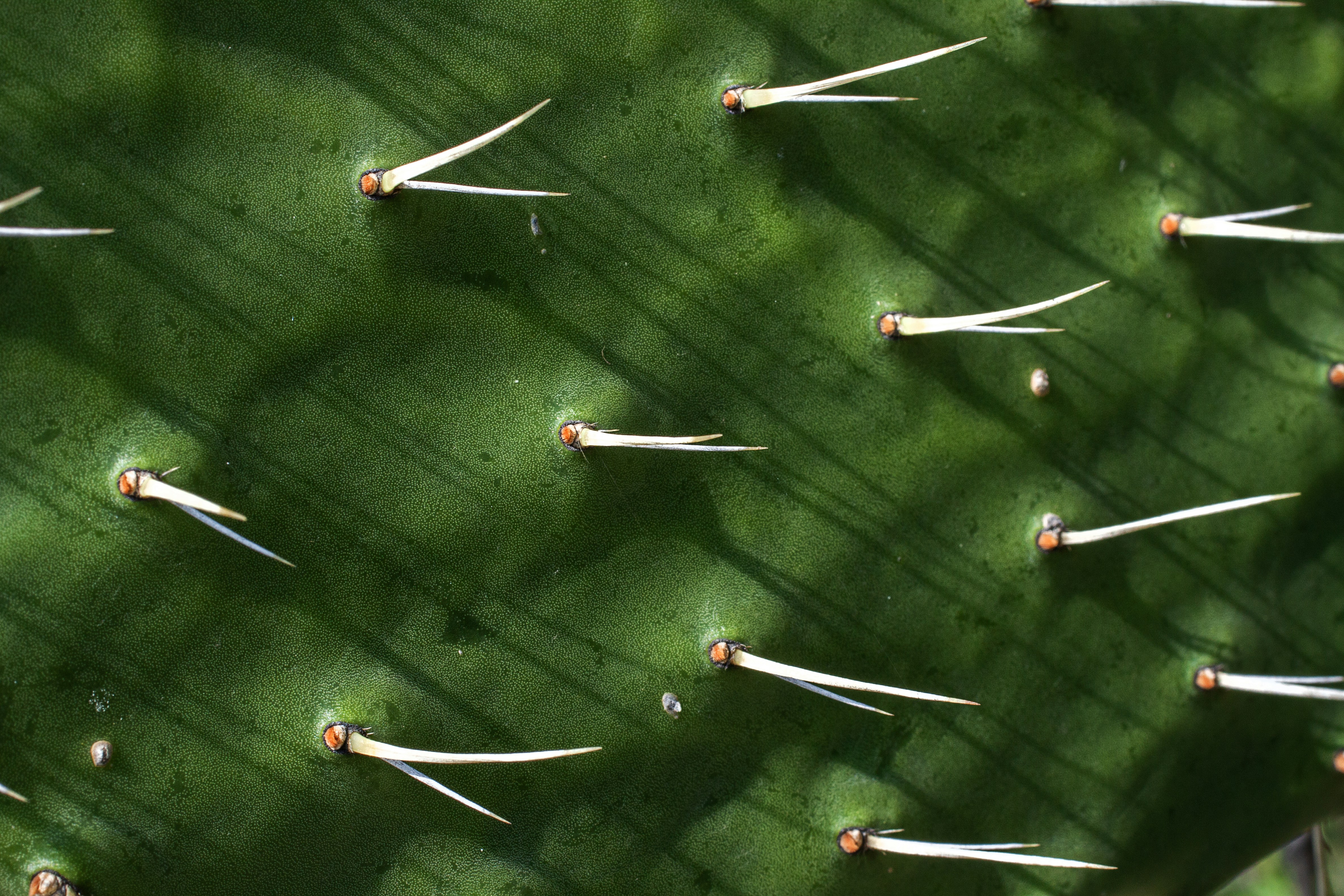 Orange-tipped arclets scattered on a verdant canvas
