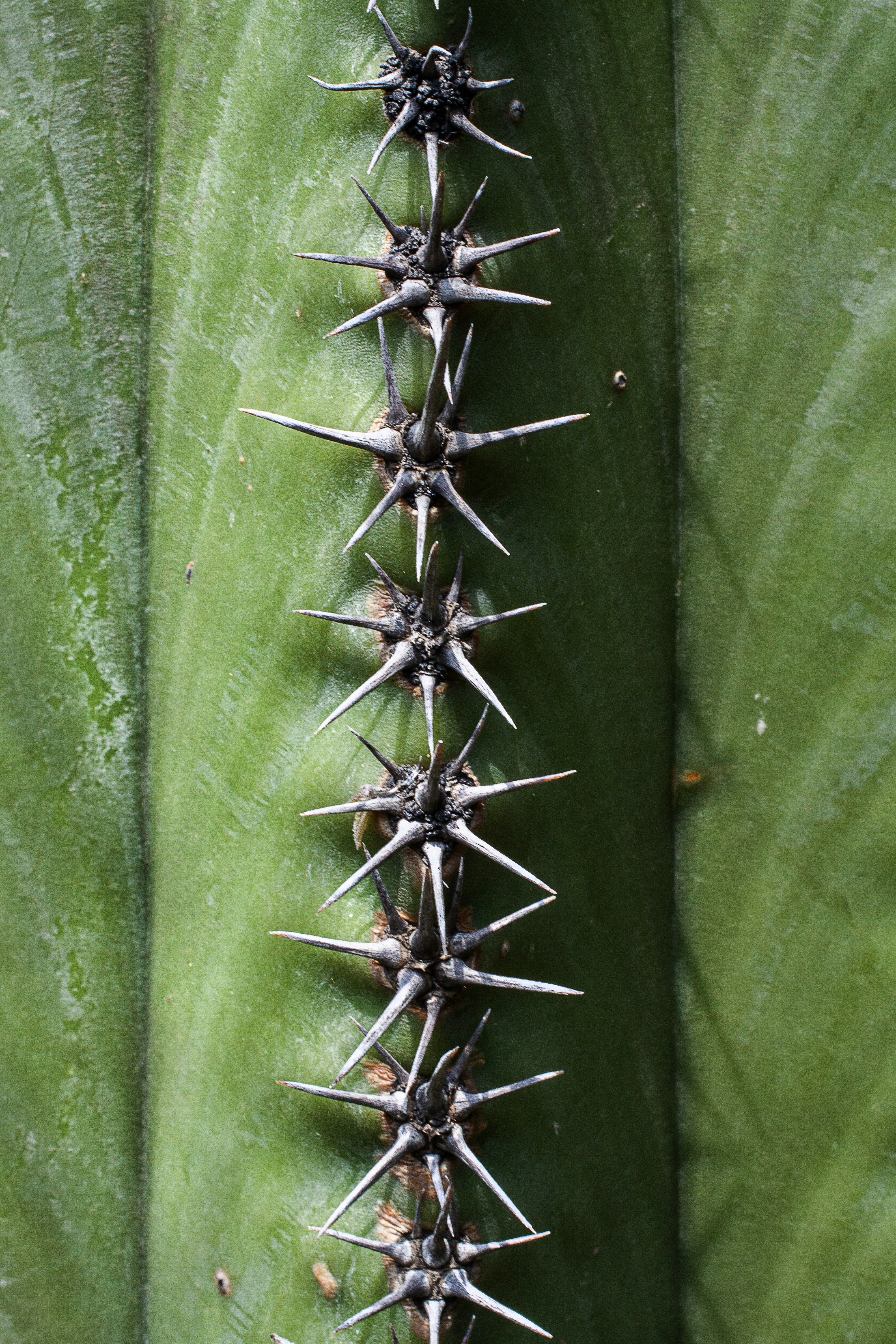 Un primer plano de una planta con púas foto – Imagen de Textura gratuita en Unsplash