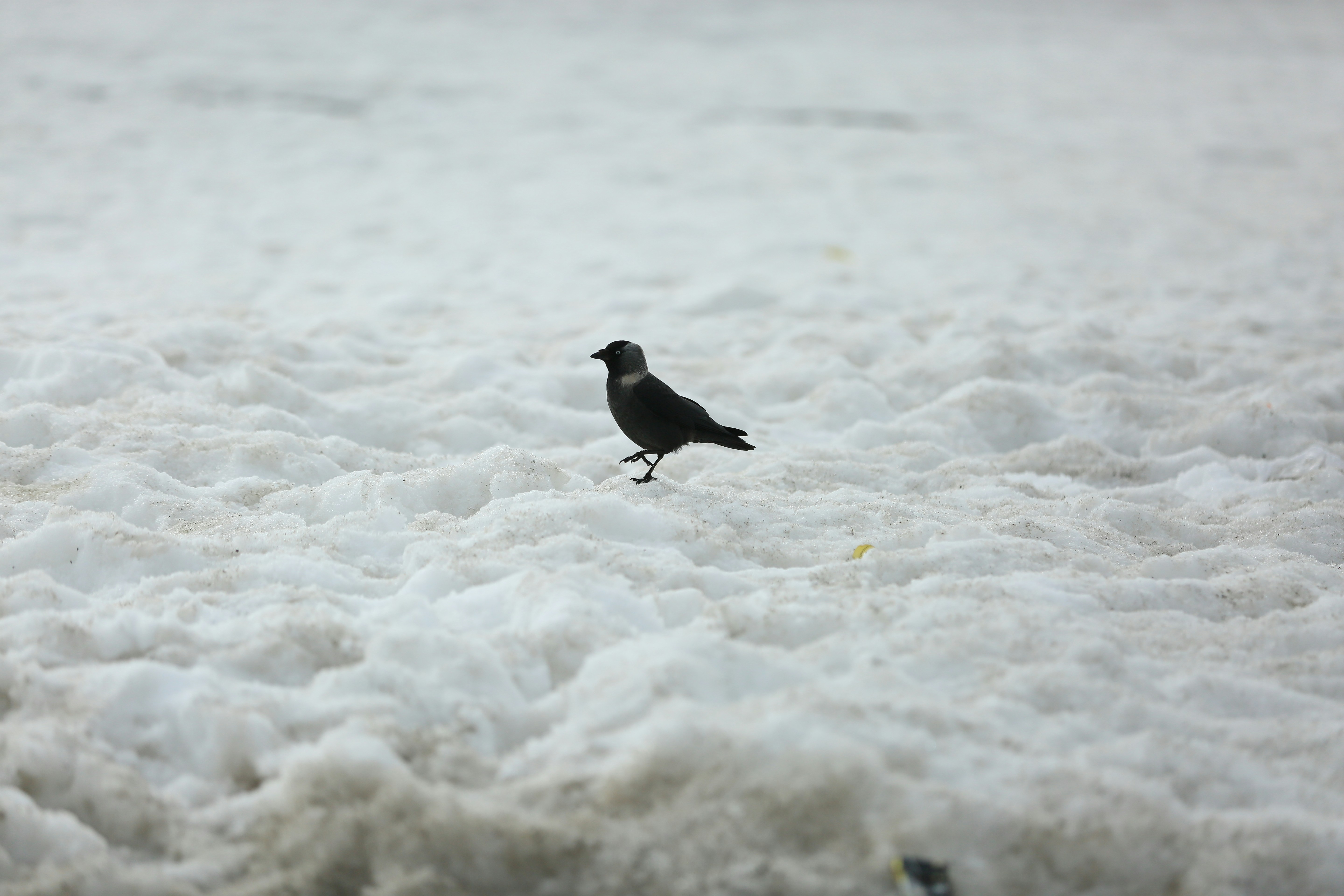 Black crow standing on a vast, snowy landscape with muted colors.