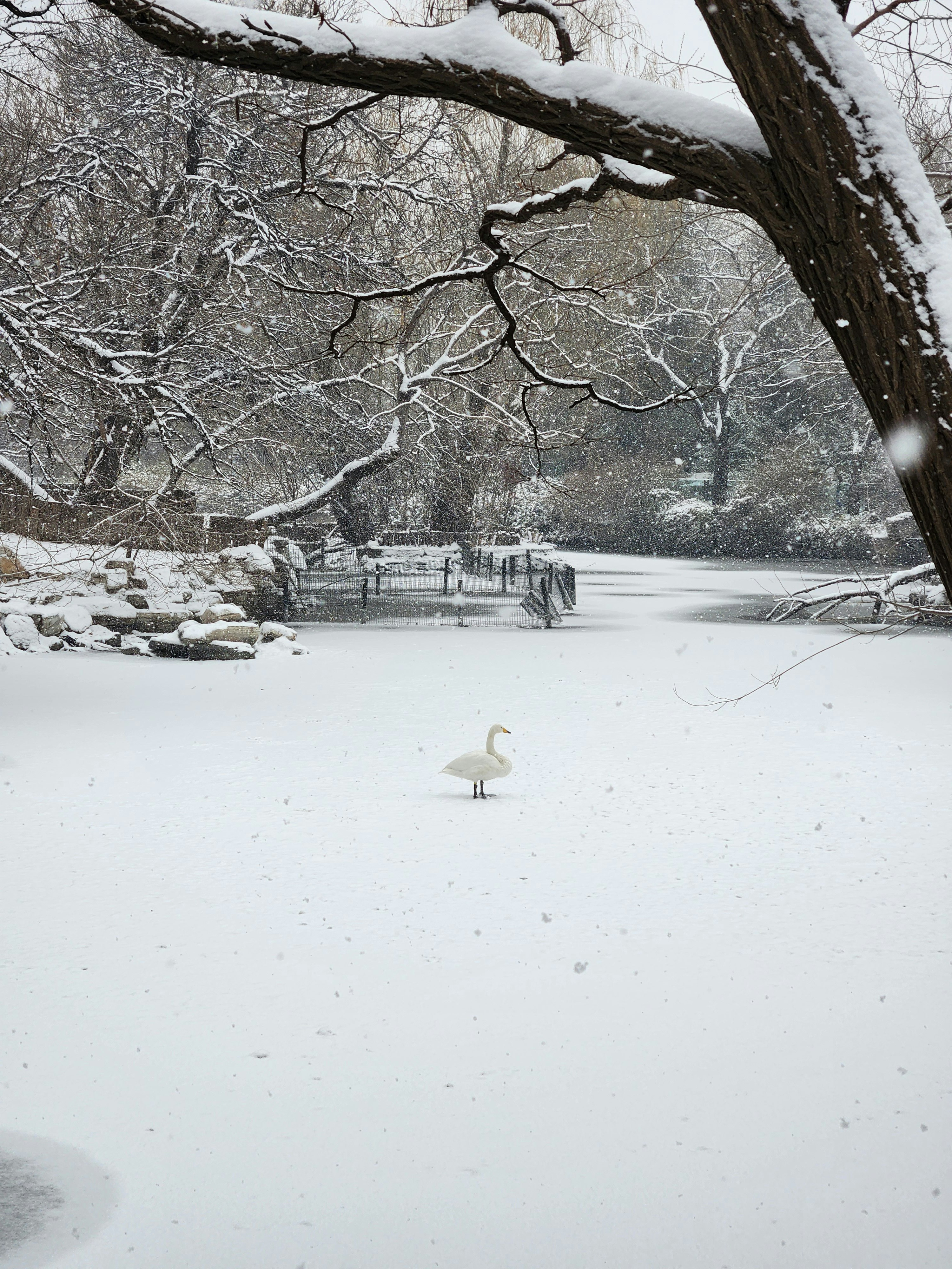 Photograph of a lone swan on a snow-covered pond, framed by frost-coated trees as soft snow falls in a tranquil winter scene.