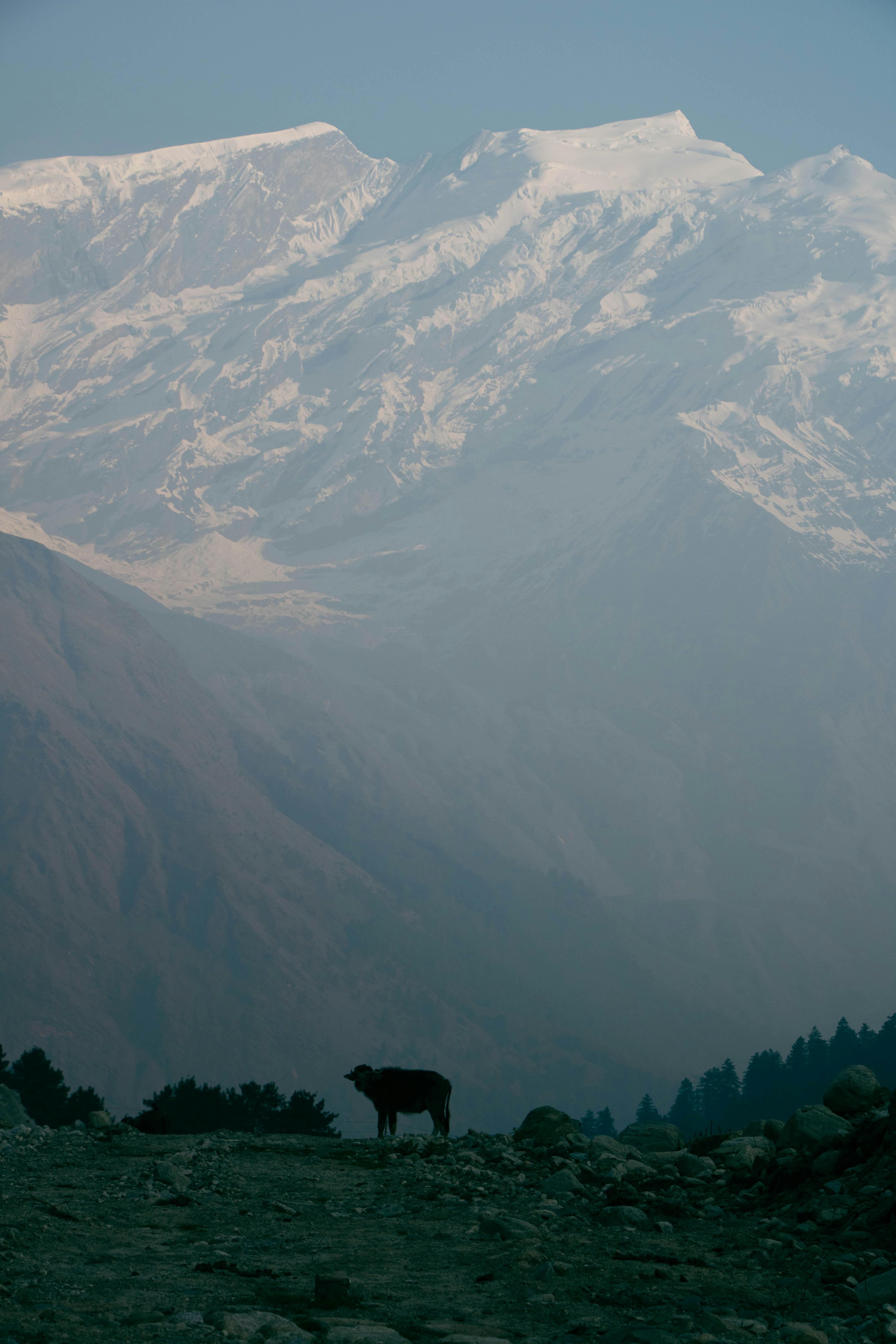 Silhouette of a lone cow against a frozen alpine backdrop