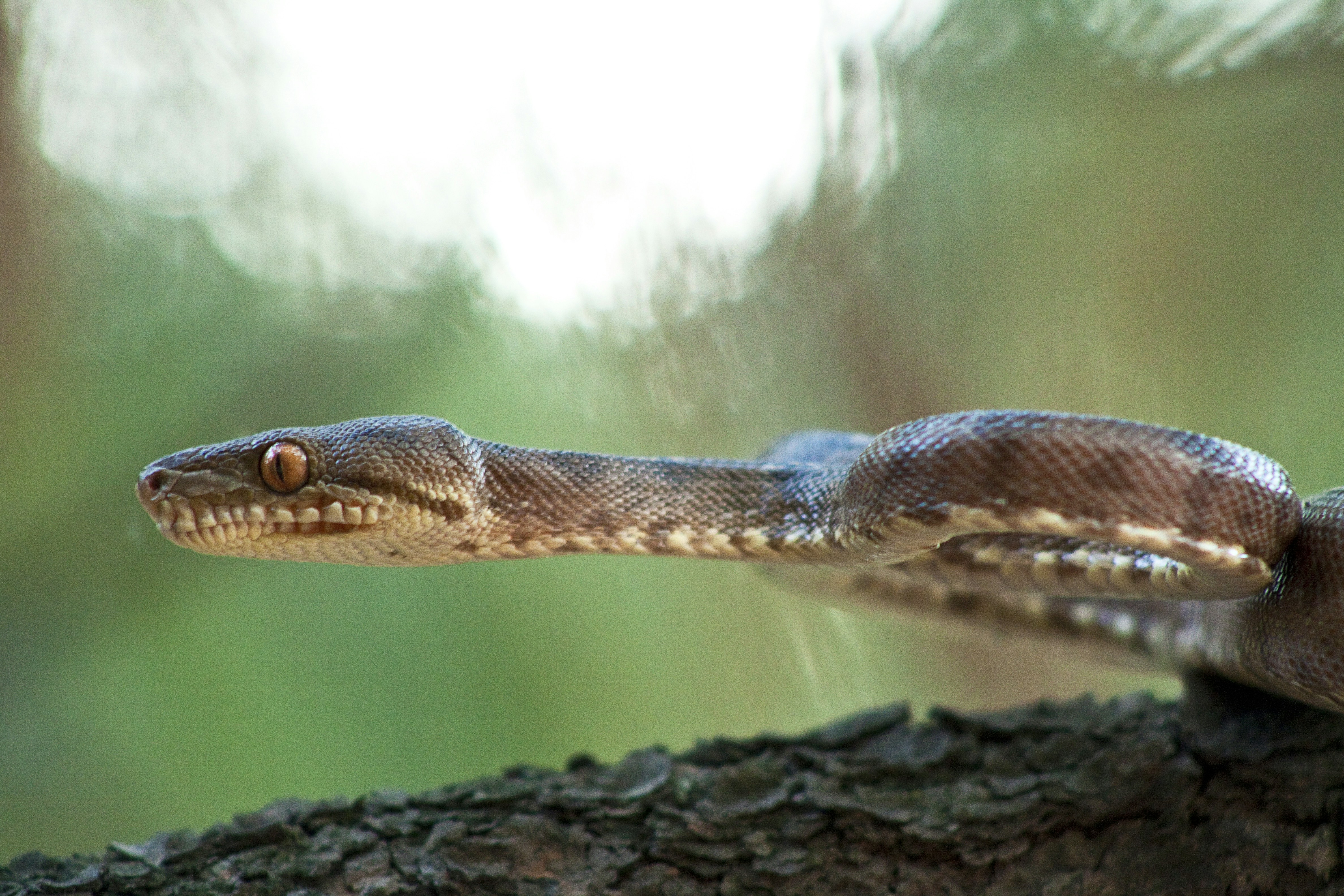 Low-angle Serpent Glide Across a textured Branch