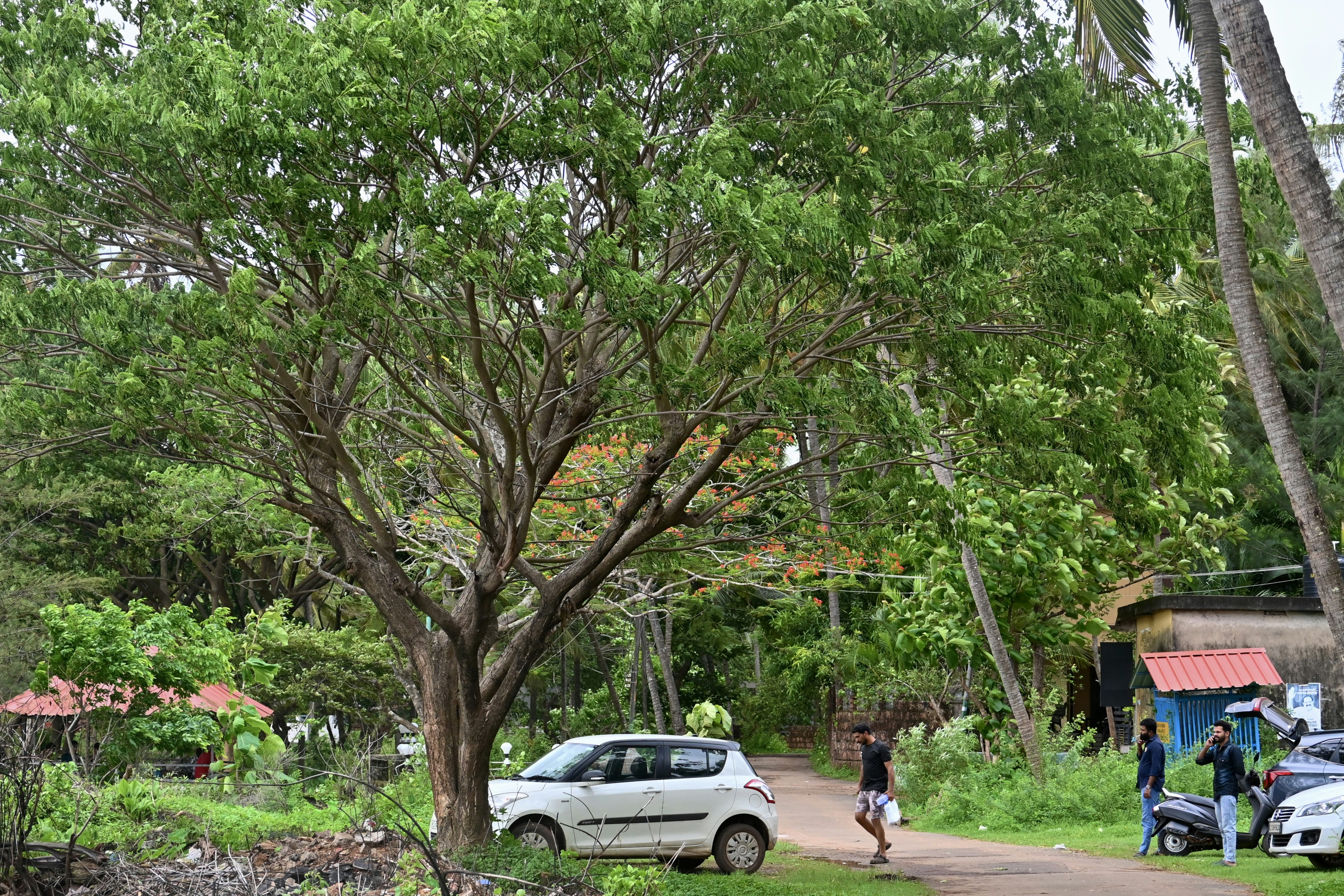 Canopy Corridor: A Quiet Street Scene Framed by a Living Tree