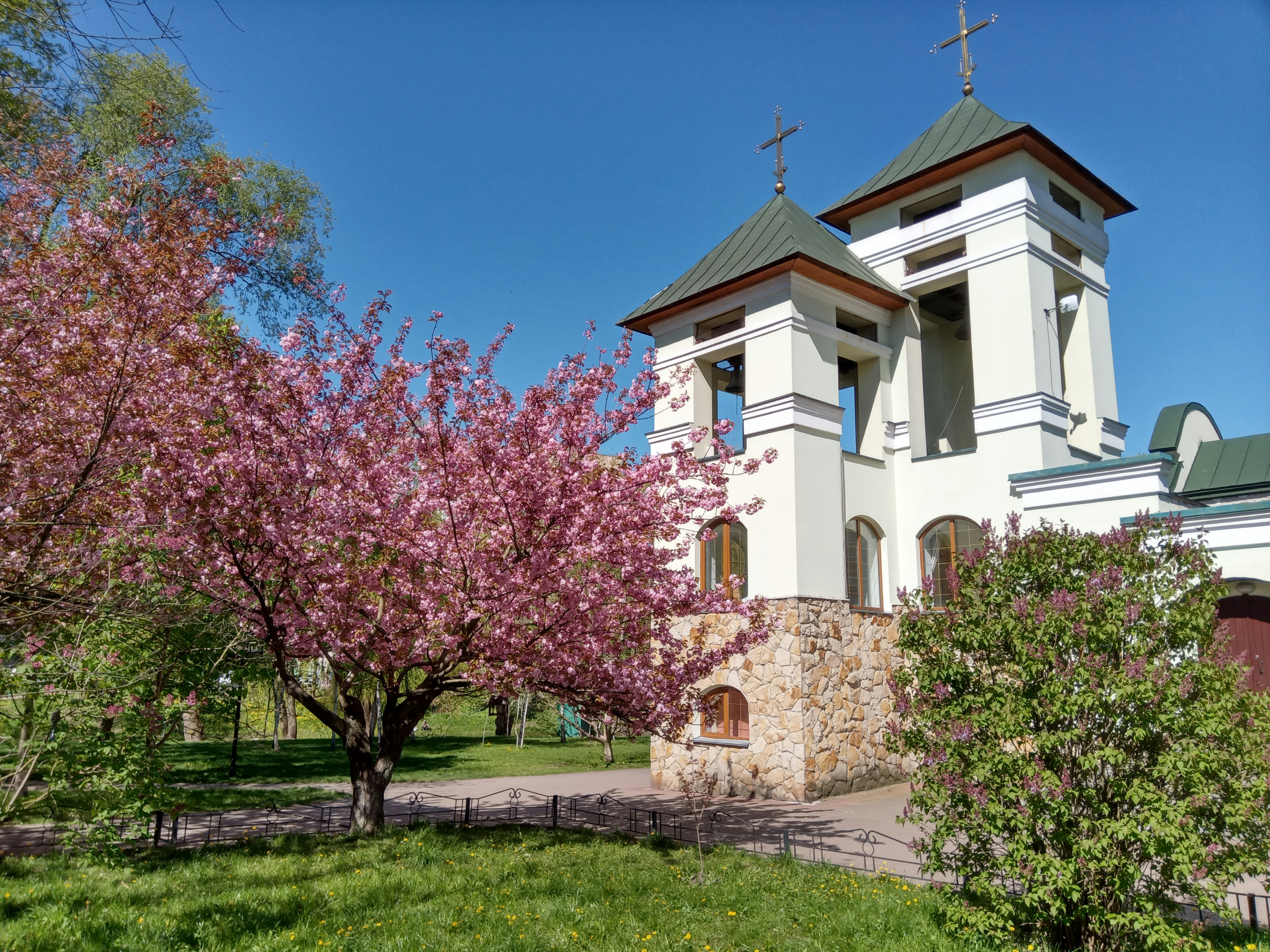 Цветущая сакура у церкви Бориса и Глеба (1993), массив Теремки 2, Киев