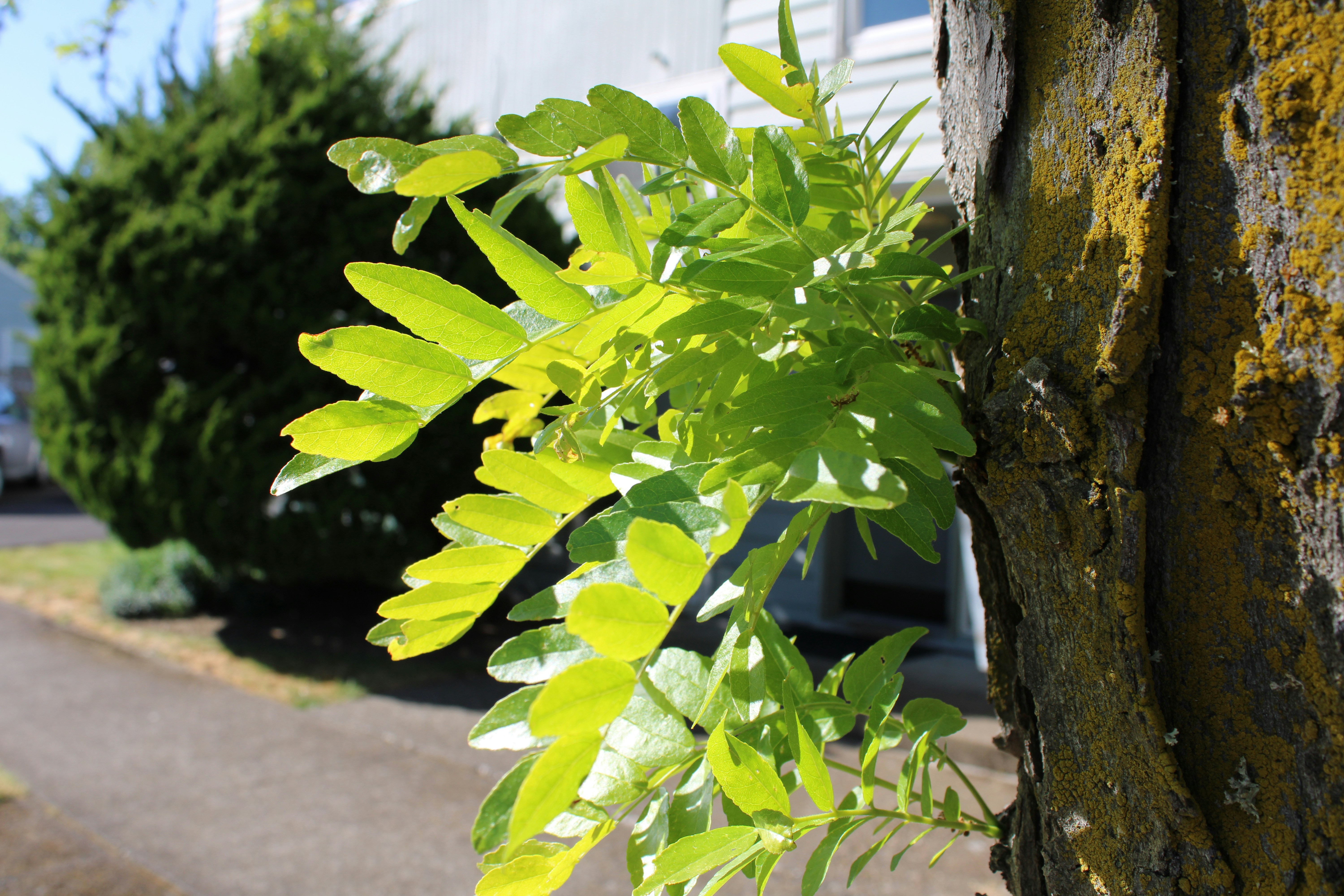 Sunlit Foliage Along a Mossy Stone Wall