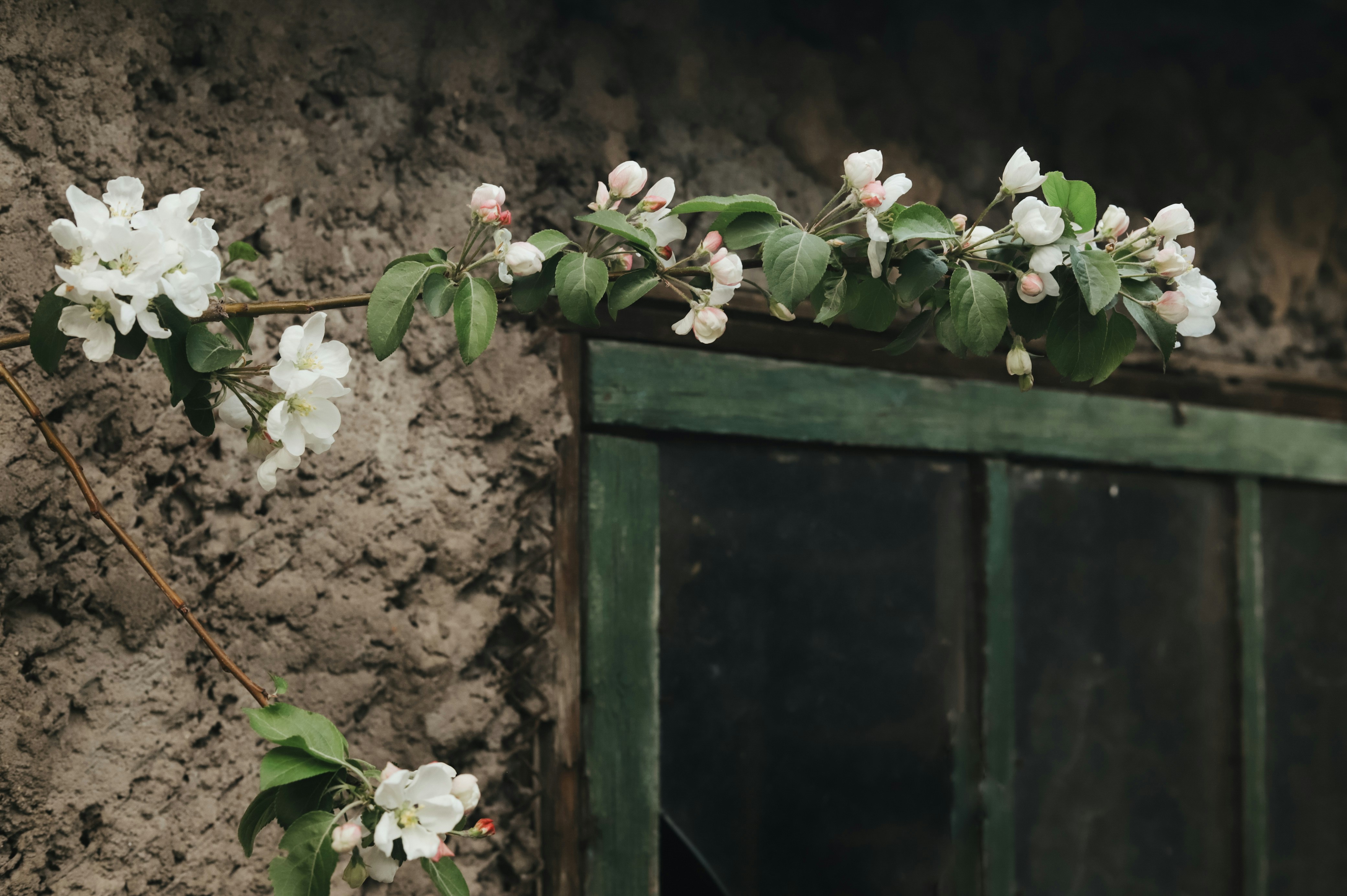 White blossoms and buds drape over an aged window frame on a weathered wall.