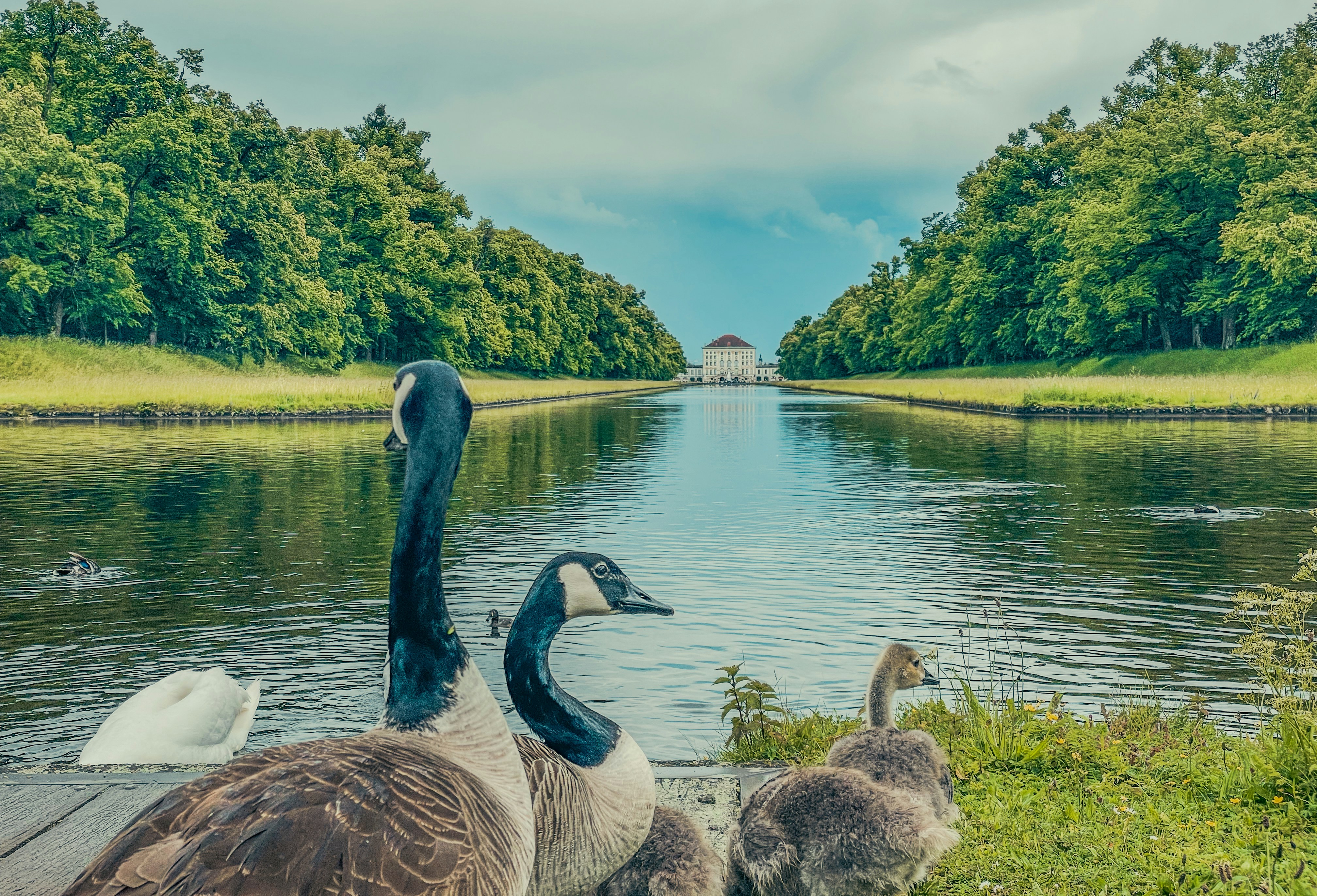 This image captures the picturesque view of Nymphenburg Palace in Munich, Germany, from across a tranquil canal lined with lush green trees. In the foreground, a family of geese, including adults and goslings, add a touch of wildlife to the serene scene. The baroque-style palace stands majestically in the distance, reflected in the calm waters of the canal. The scene beautifully combines natural and architectural elements, showcasing the historic and scenic charm of this iconic landmark.