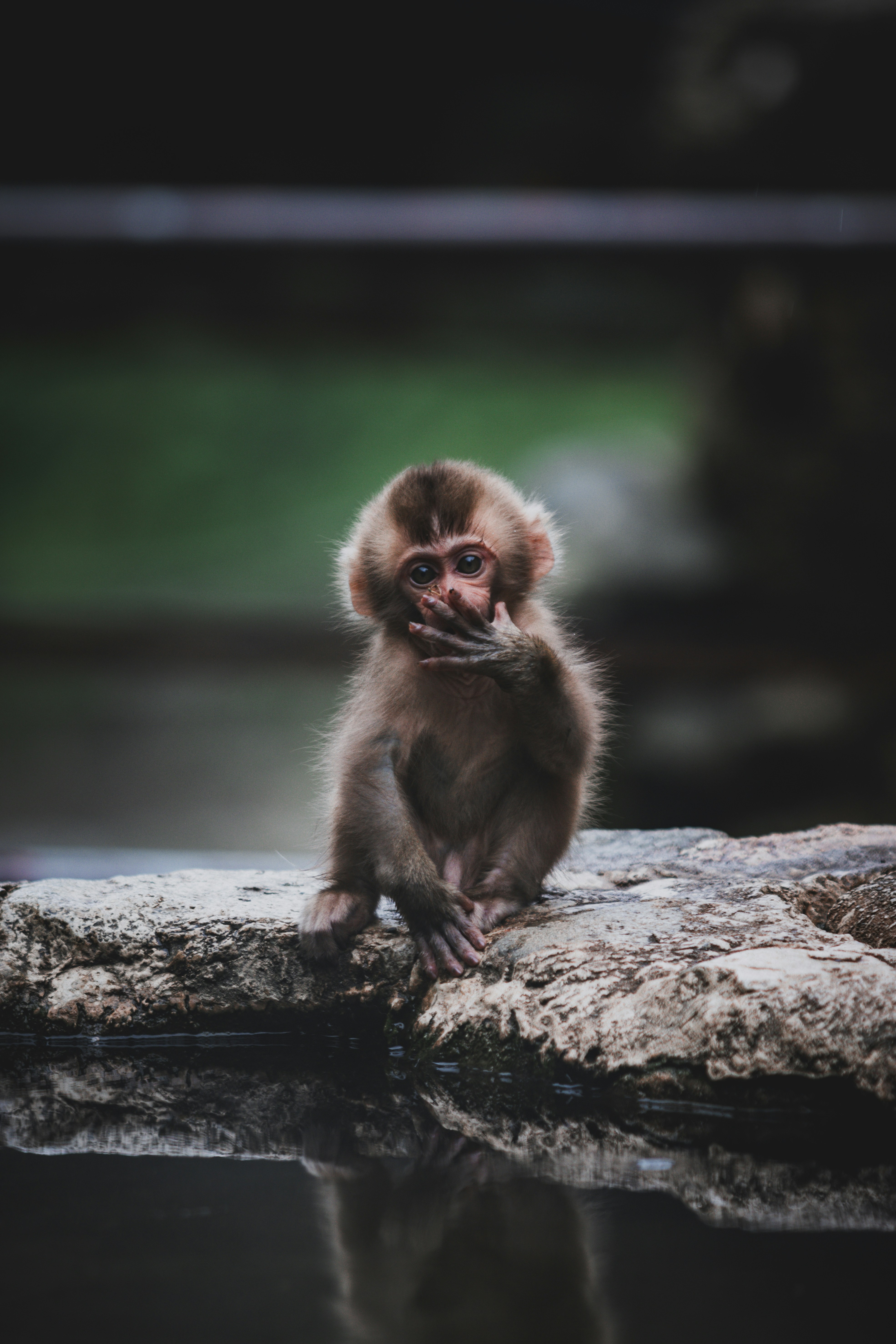 Curious juvenile macaque perched on a mossy rock beside a quiet pool