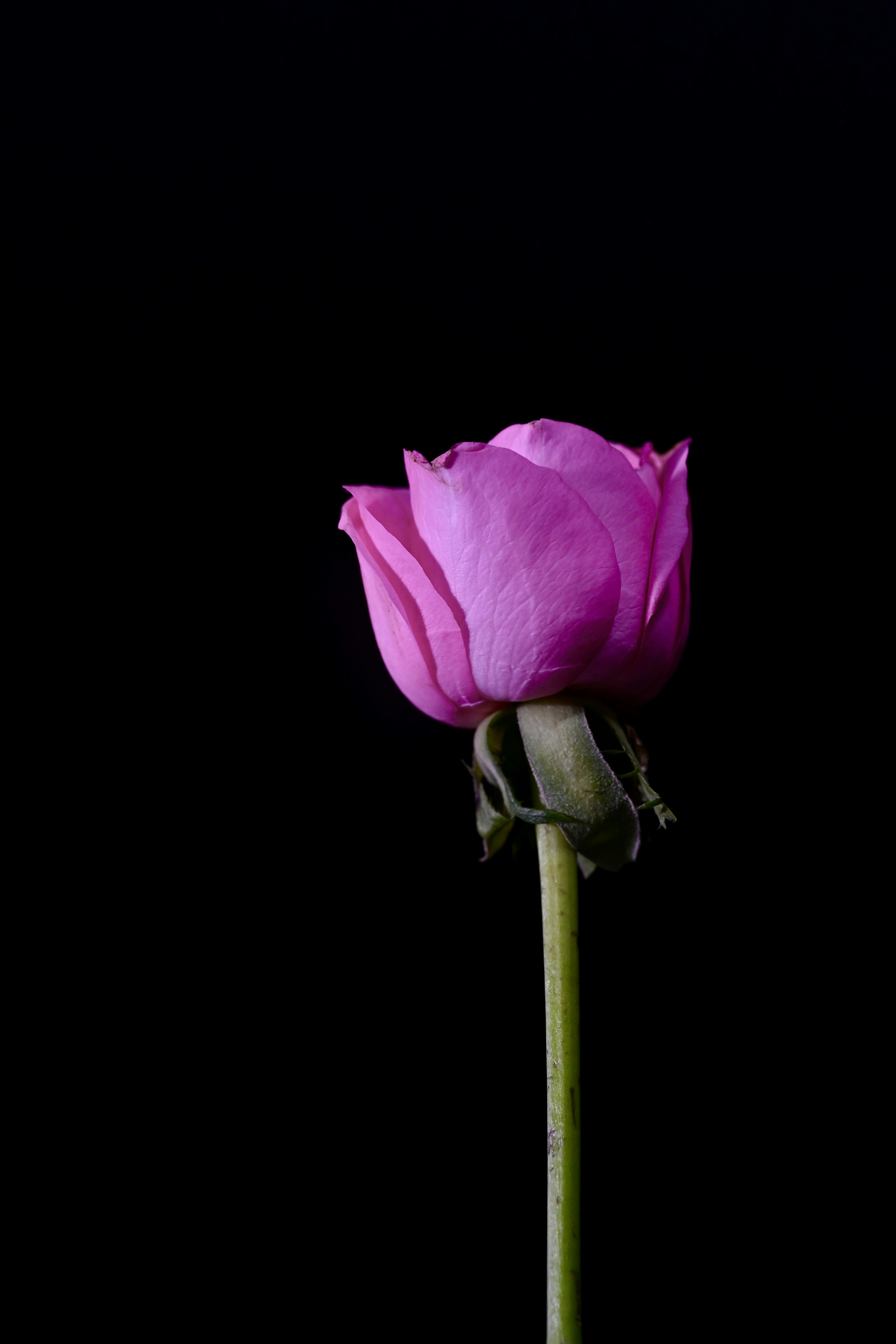 Midnight Bloom: A single magenta rose against an ink-black backdrop