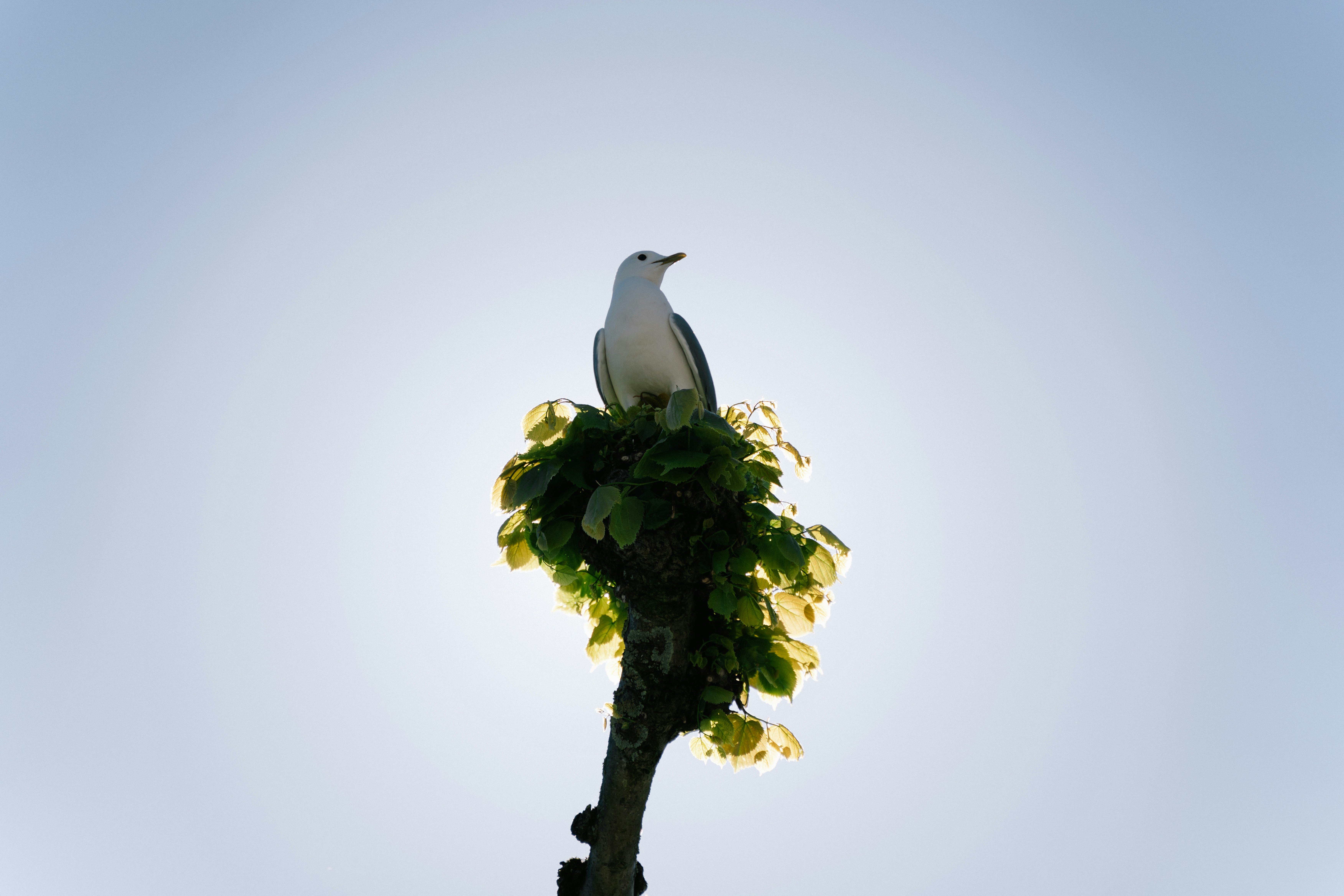 Gull on the Sunlit Crown: A Minimal Summit