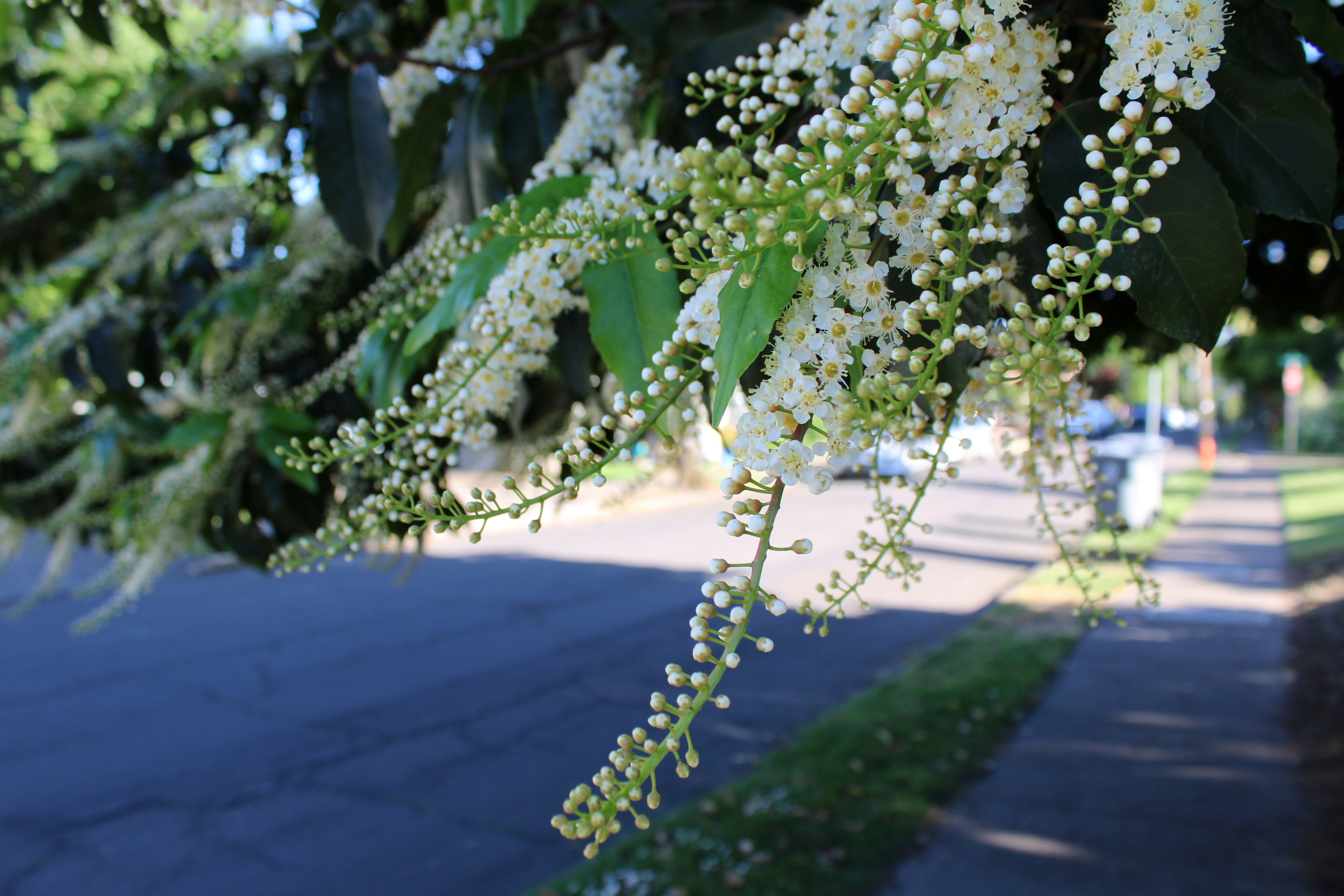 Cascade of white blossoms over a sunlit suburban sidewalk