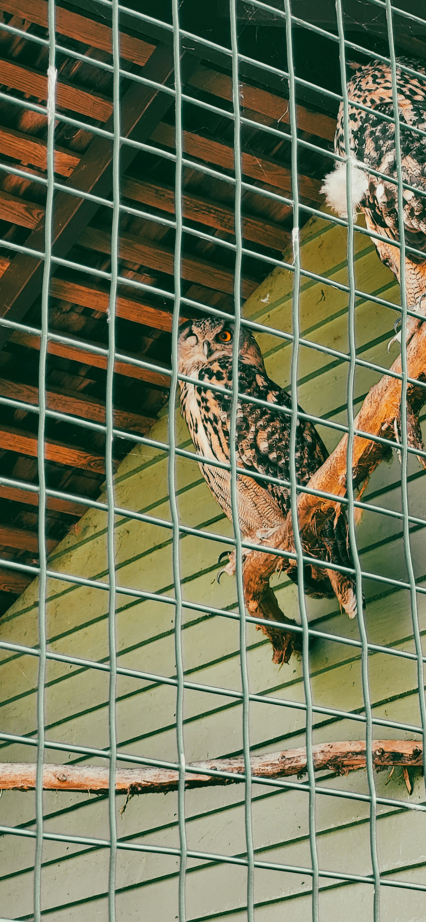 An owl peers through a metal wire grid inside a wooden enclosure. The cage emphasizes confinement while the owl's wary gaze remains focused on the viewer.