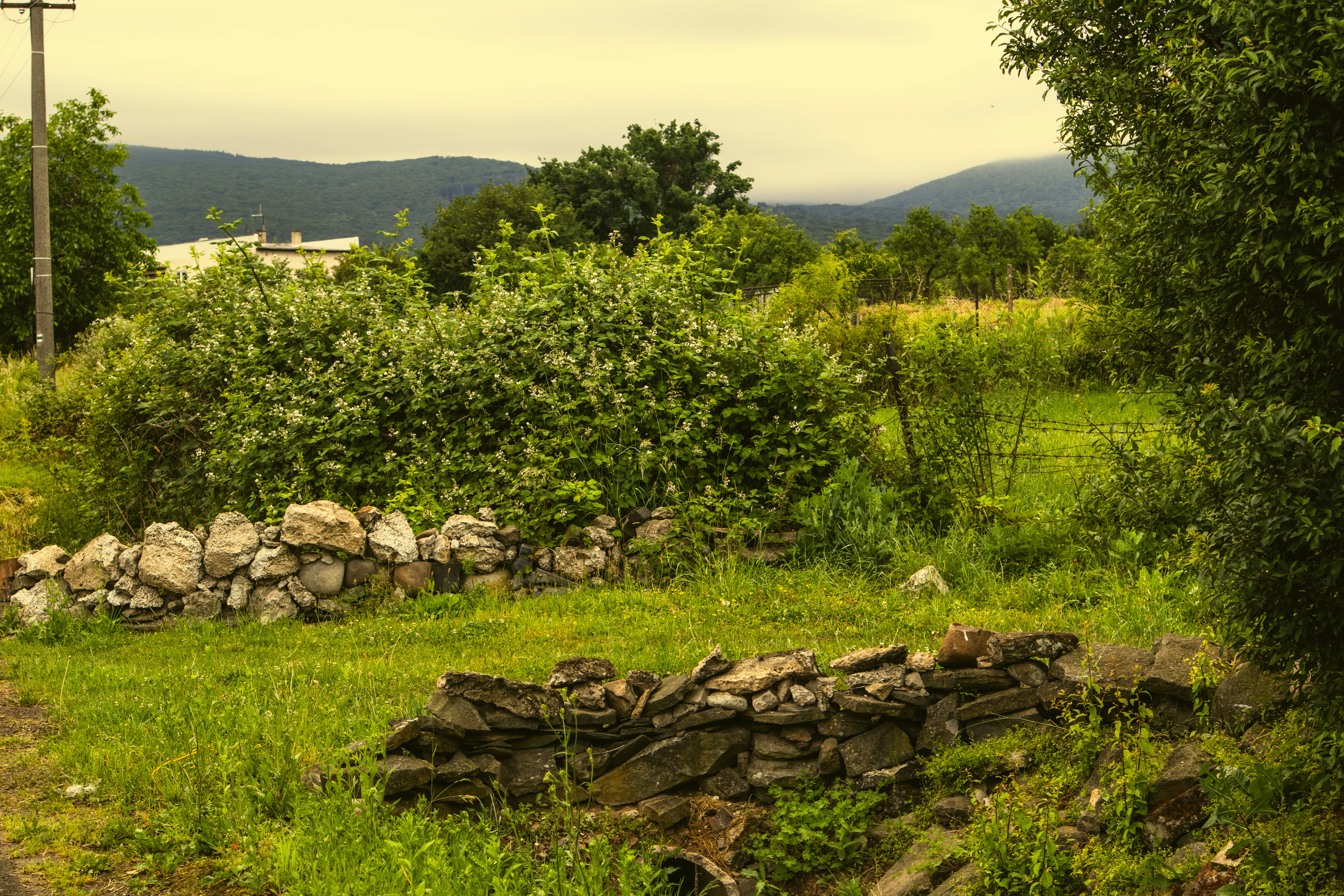 Sunlit Meadow with Stone Boundaries