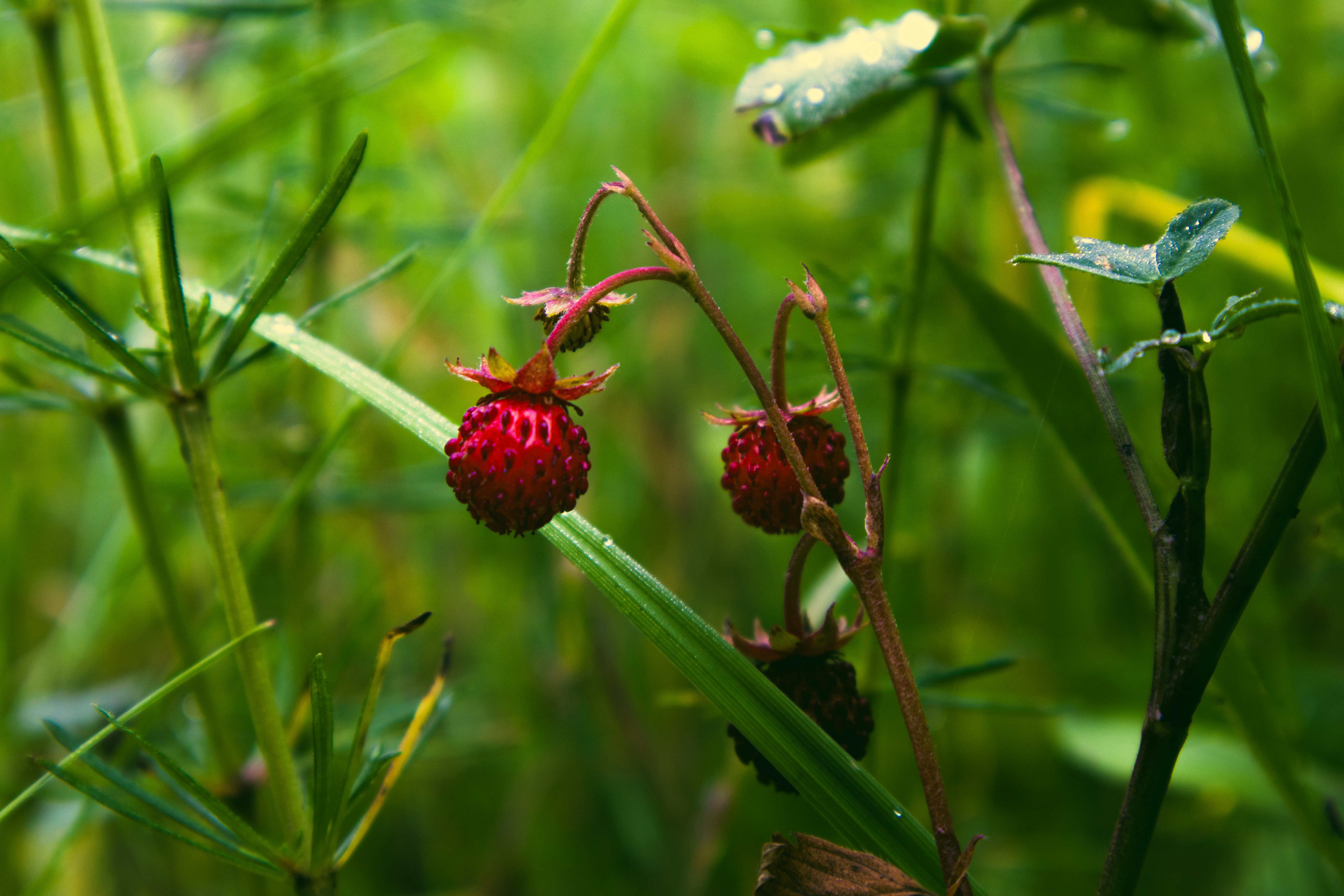 A close up of a plant with a berry on it photo – Free Slovakia Image on ...