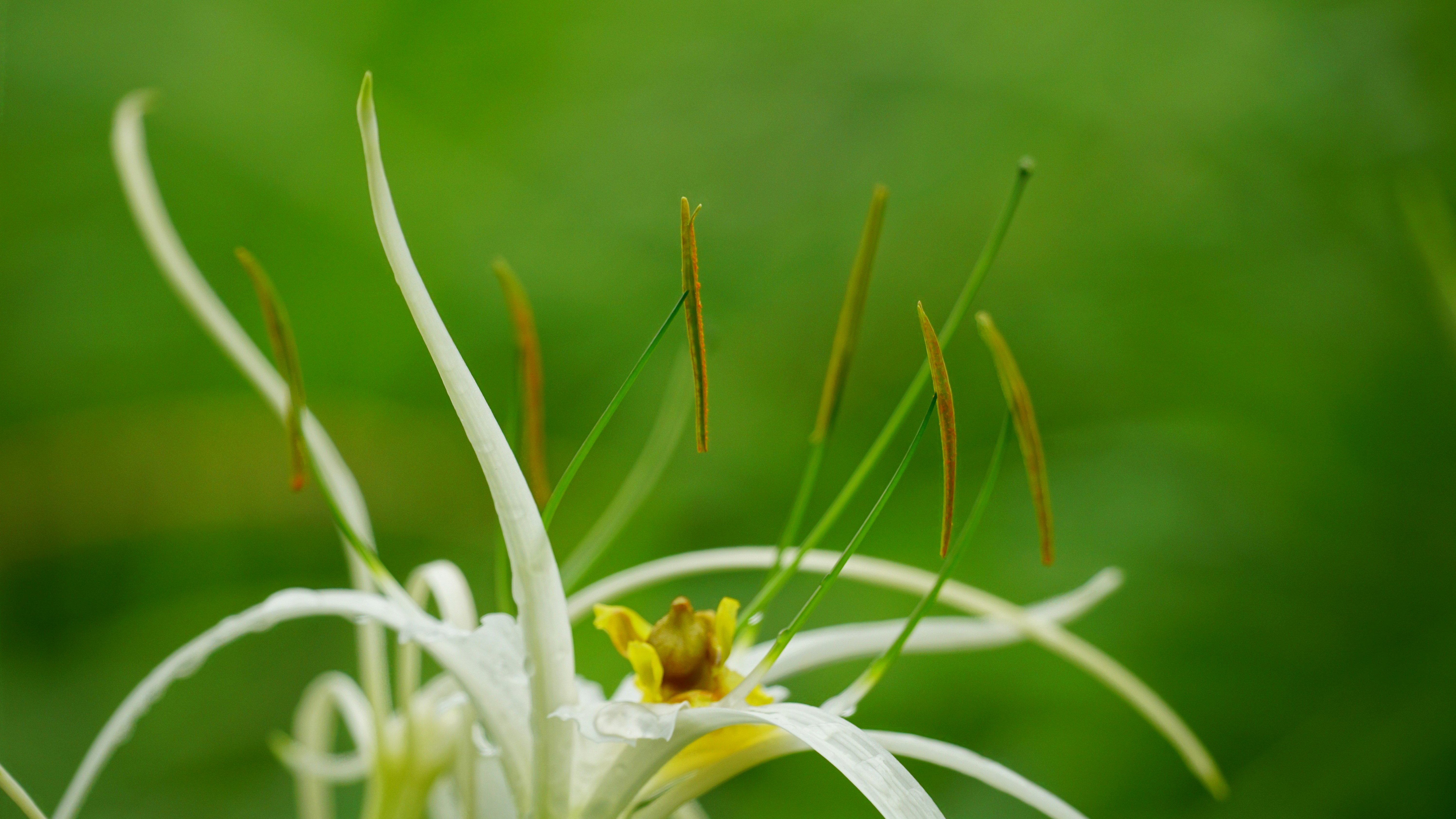 Stamen Symphony: A White Spider Lily in Crisp Focus Amid Emerald Blur