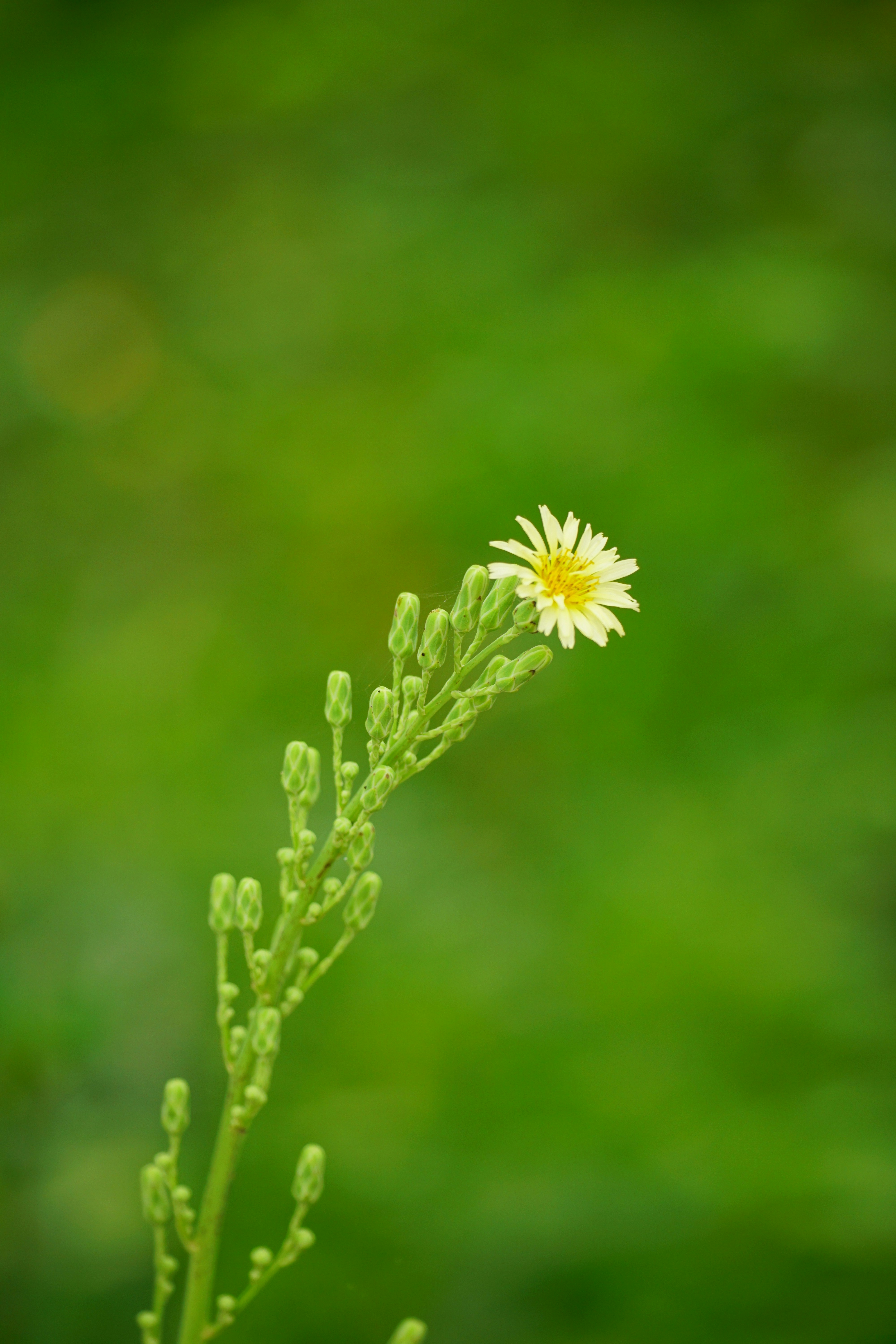 The Lone Daisylet: A White-Yellow Bloom Reaching Through Verdant Blur