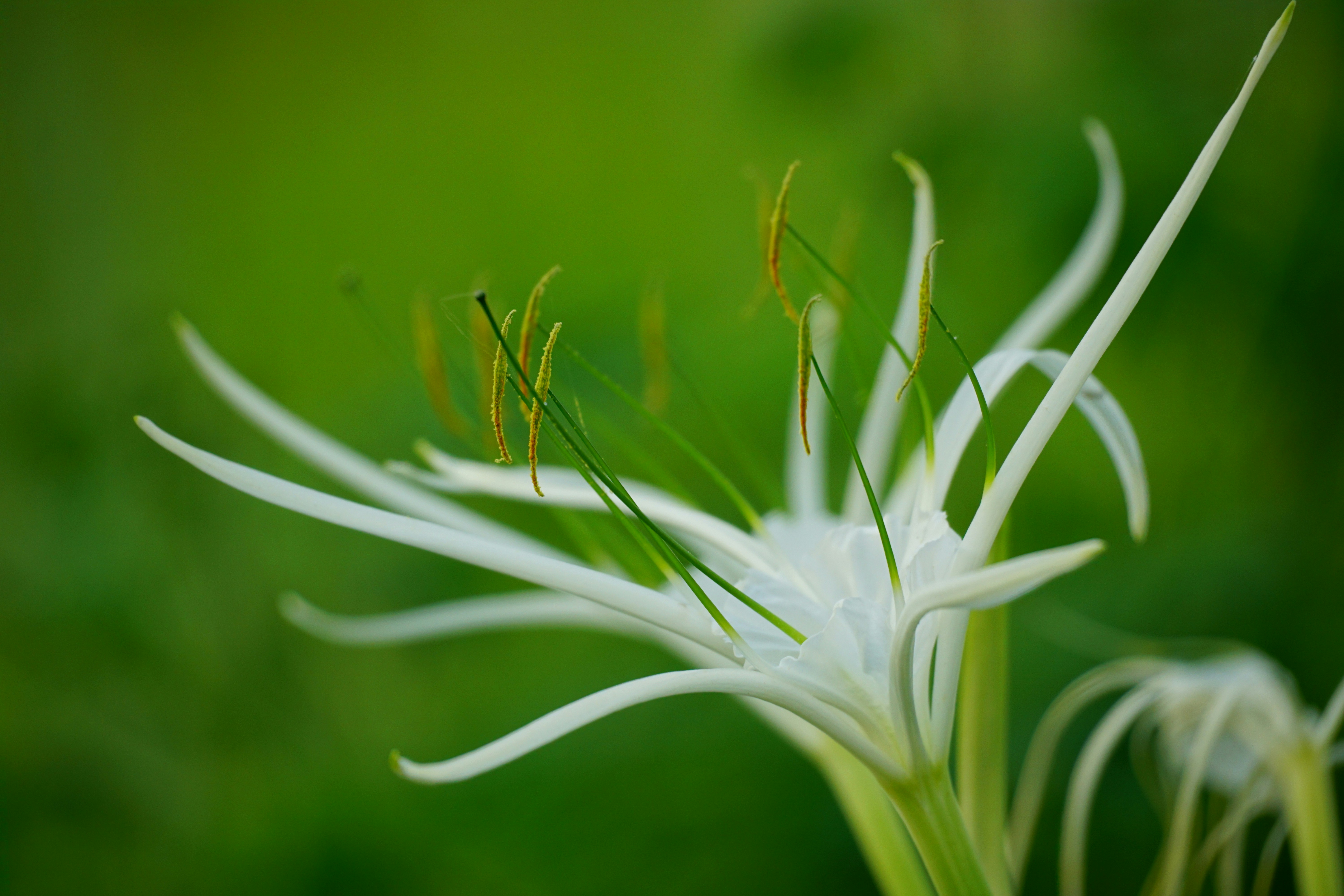 White Spider Lily with Curved Petals Against Evening Green