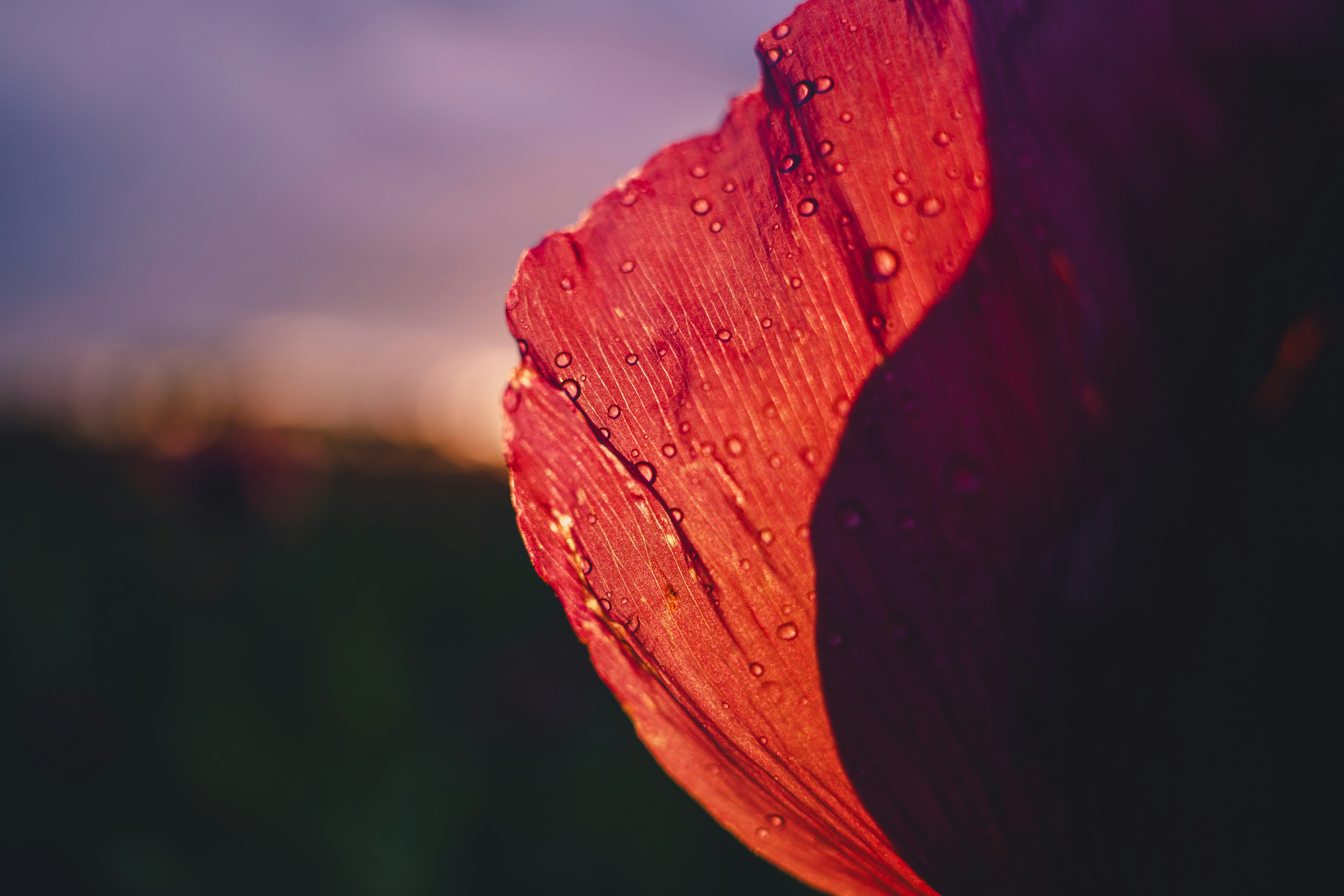 Photo by Petr Paločko with Sony Alpha 7 III