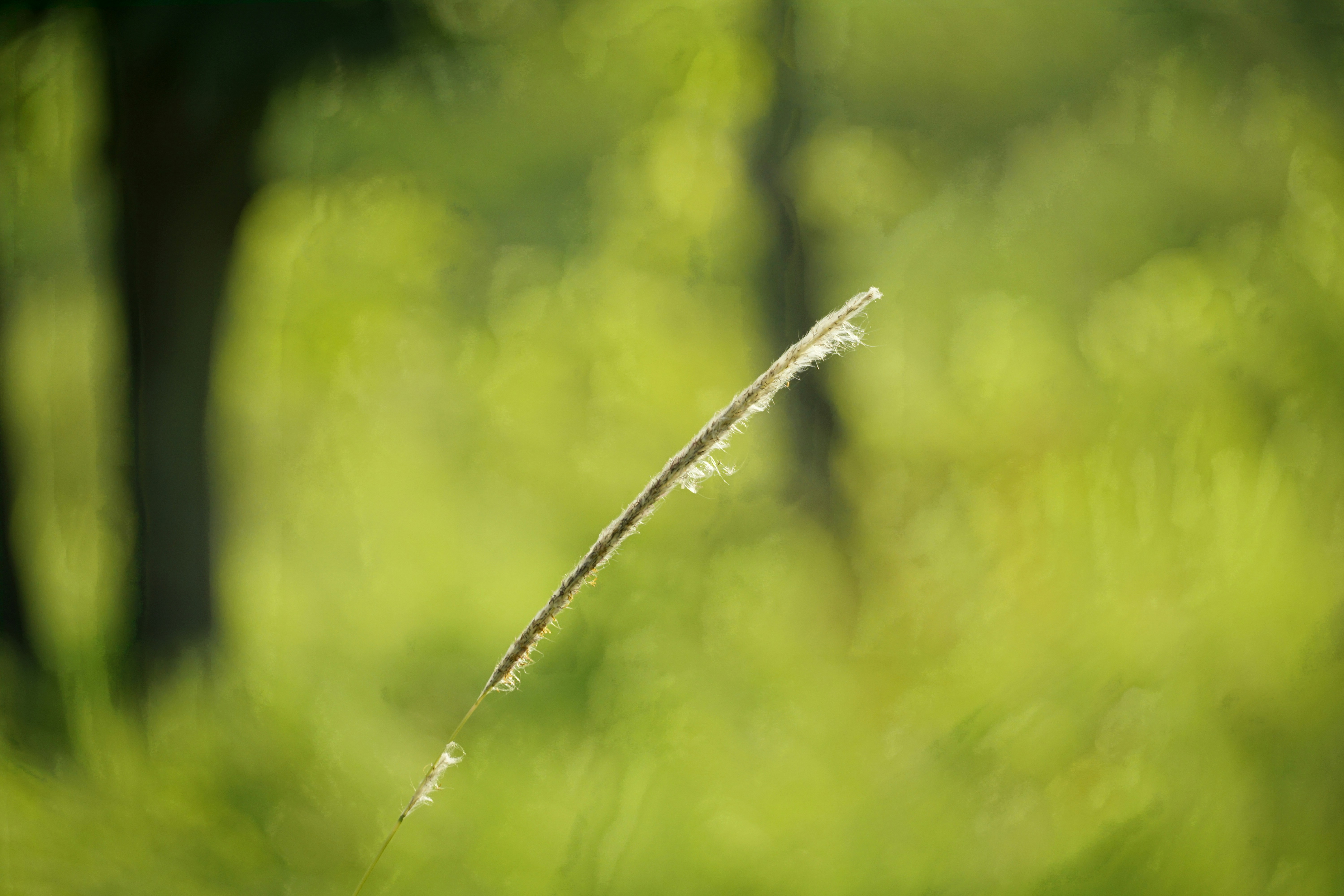 Diagonal Whisper: a solitary blade of grass in a field of blurred green