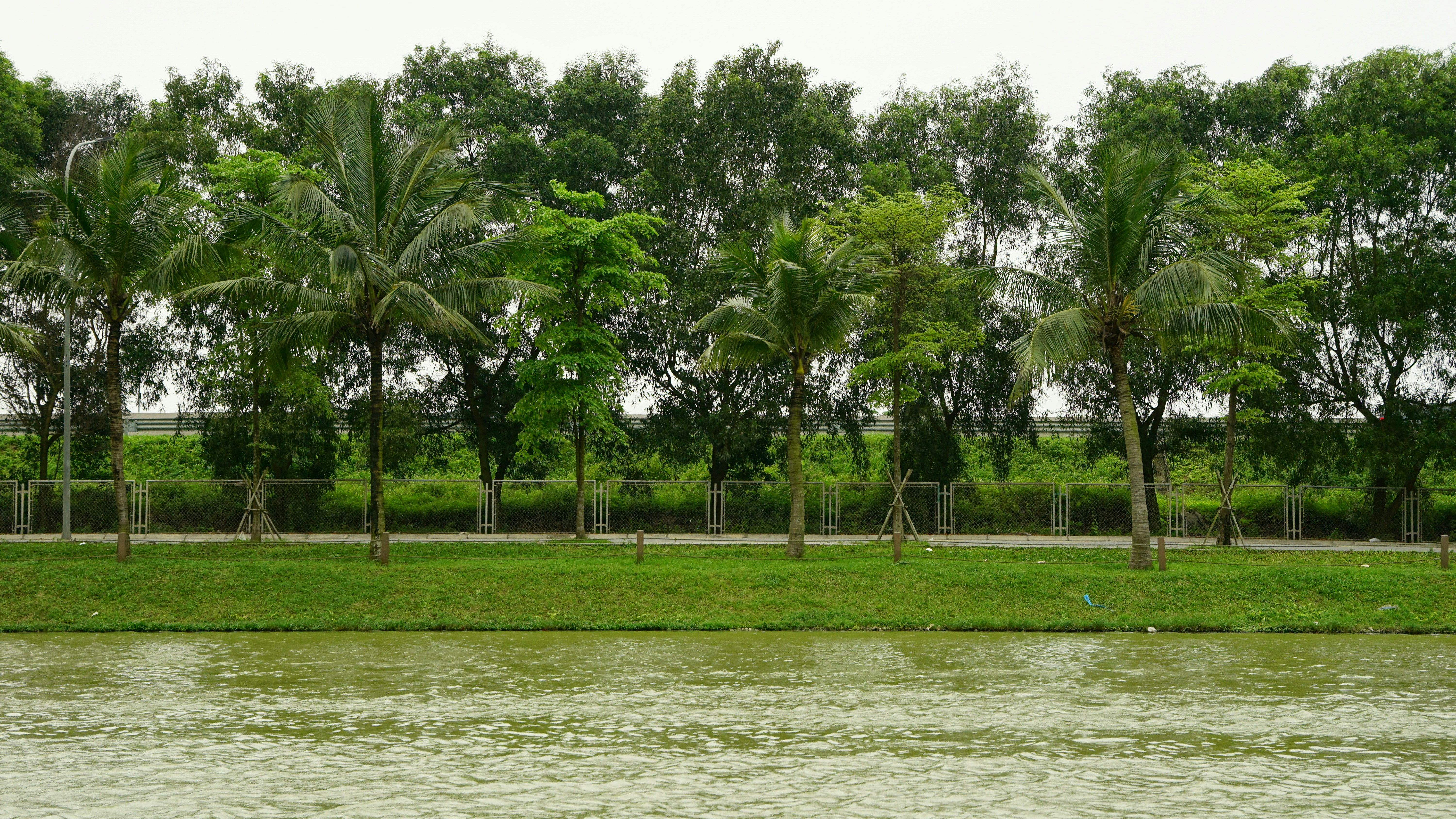 Row of palm trees along a tranquil waterway