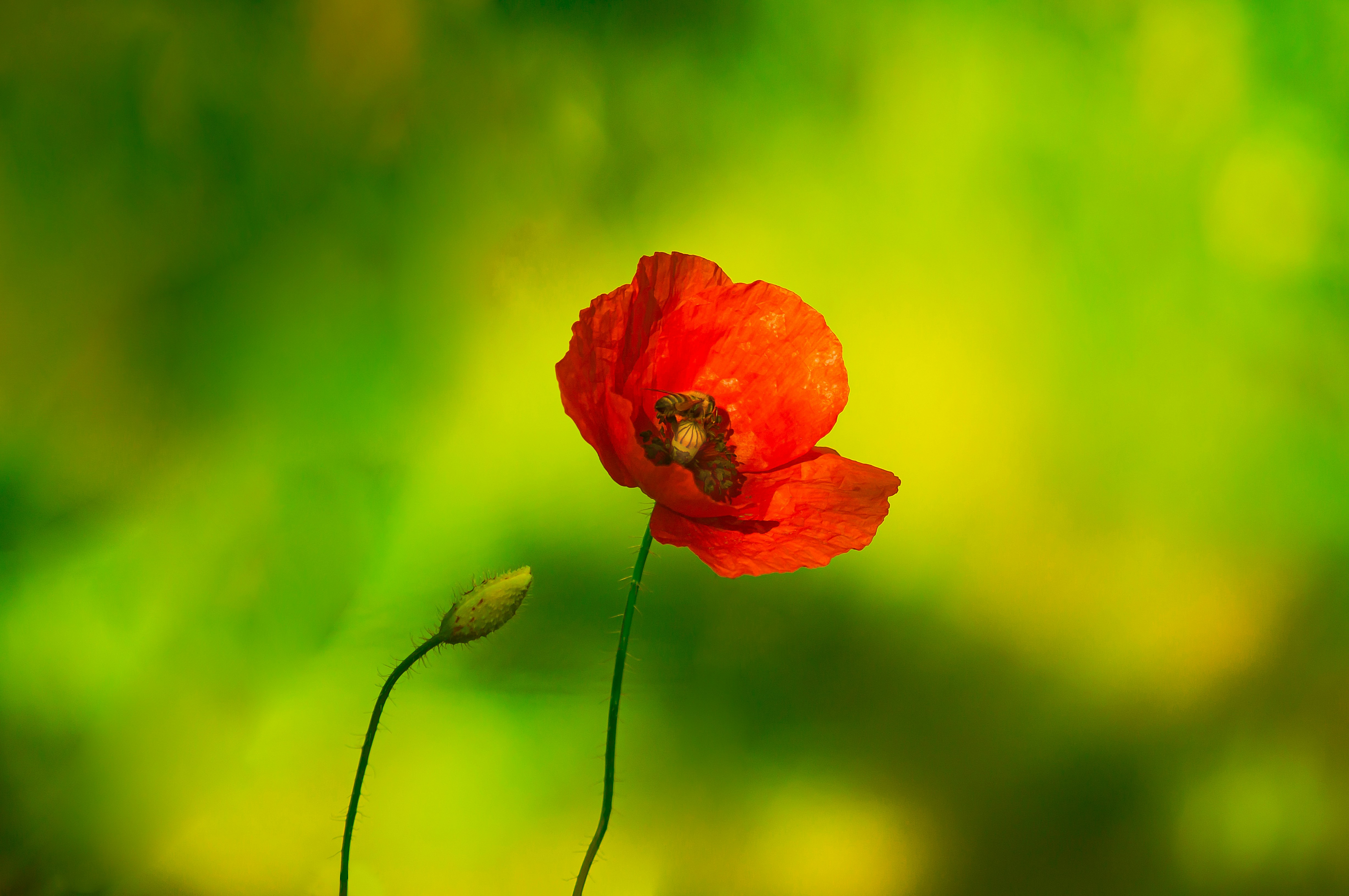 A single red flower with a green background photo – Free Flower Image ...
