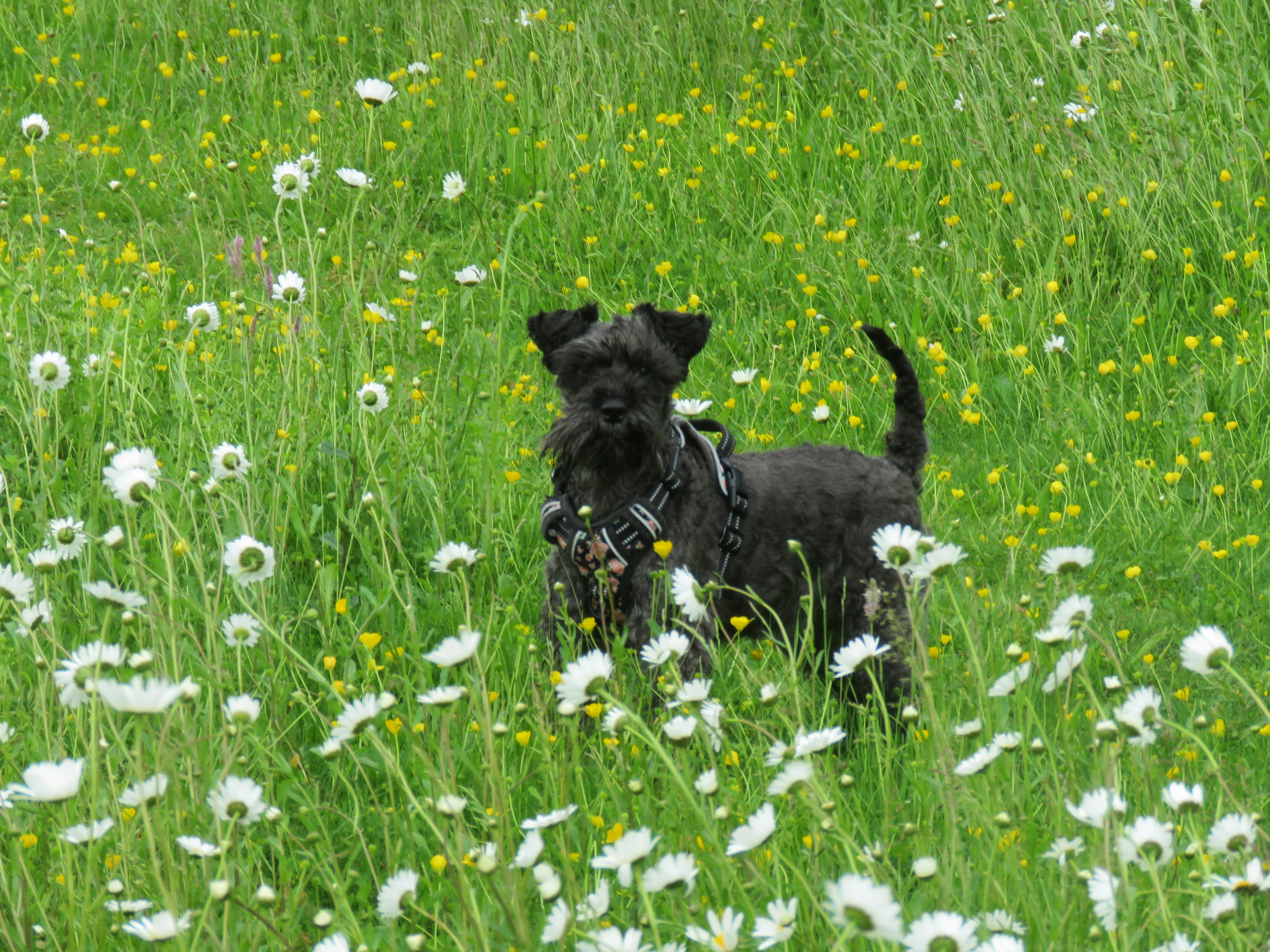 Small black dog standing among white daisies in a lush green field.