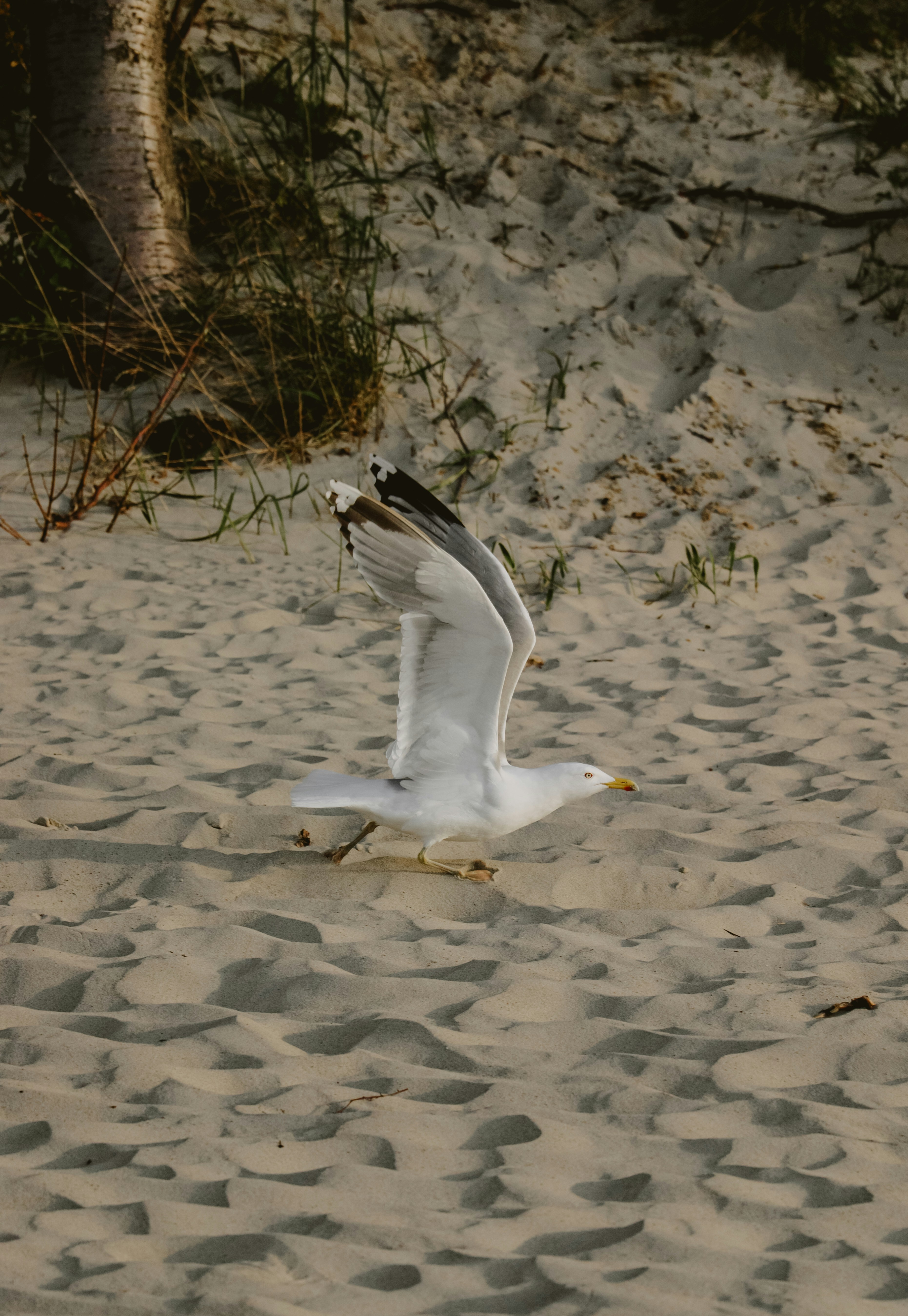 A white bird flying over a sandy beach photo – Free Jastrzębia góra ...
