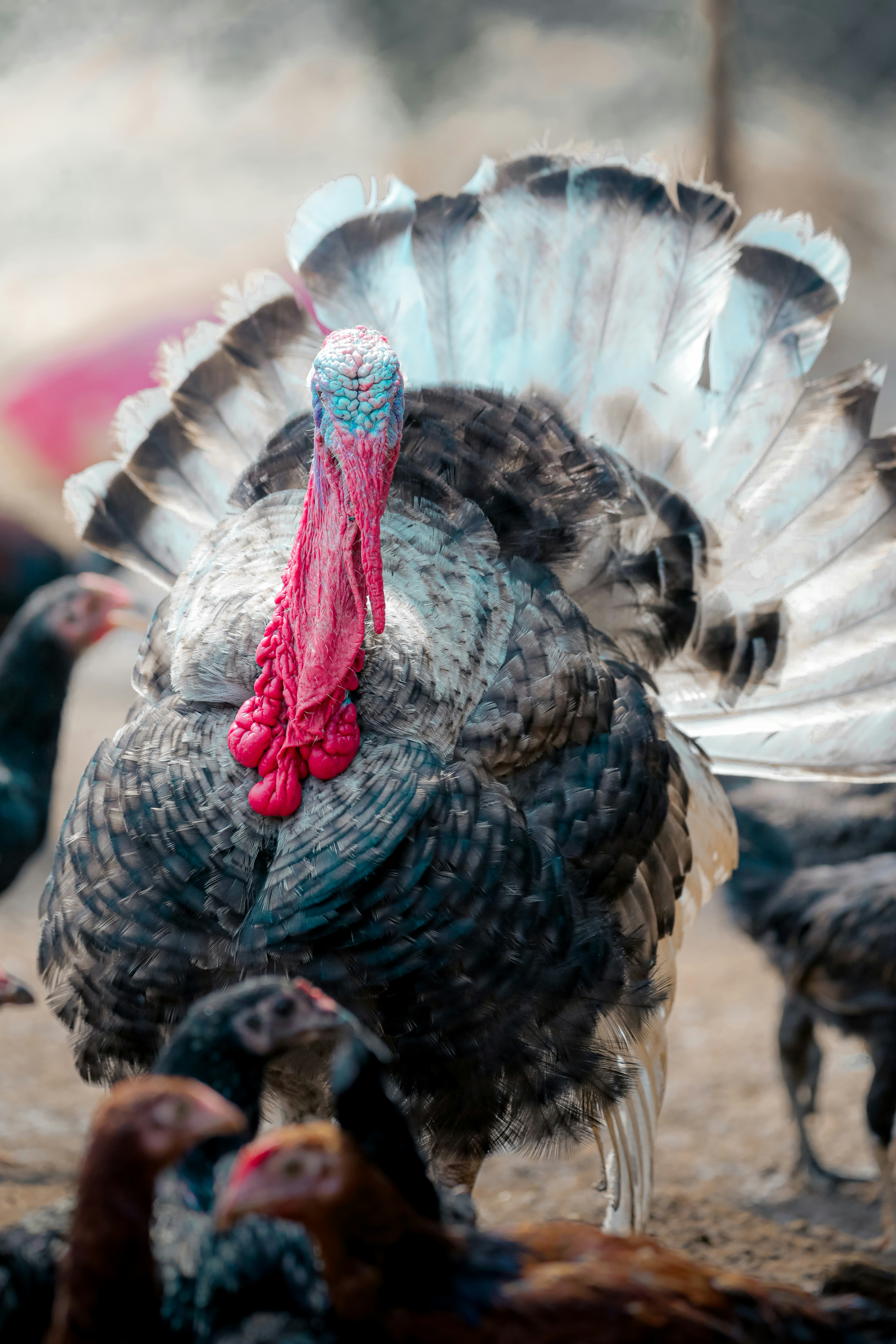 A group of turkeys standing around in the dirt photo – Free Photography ...