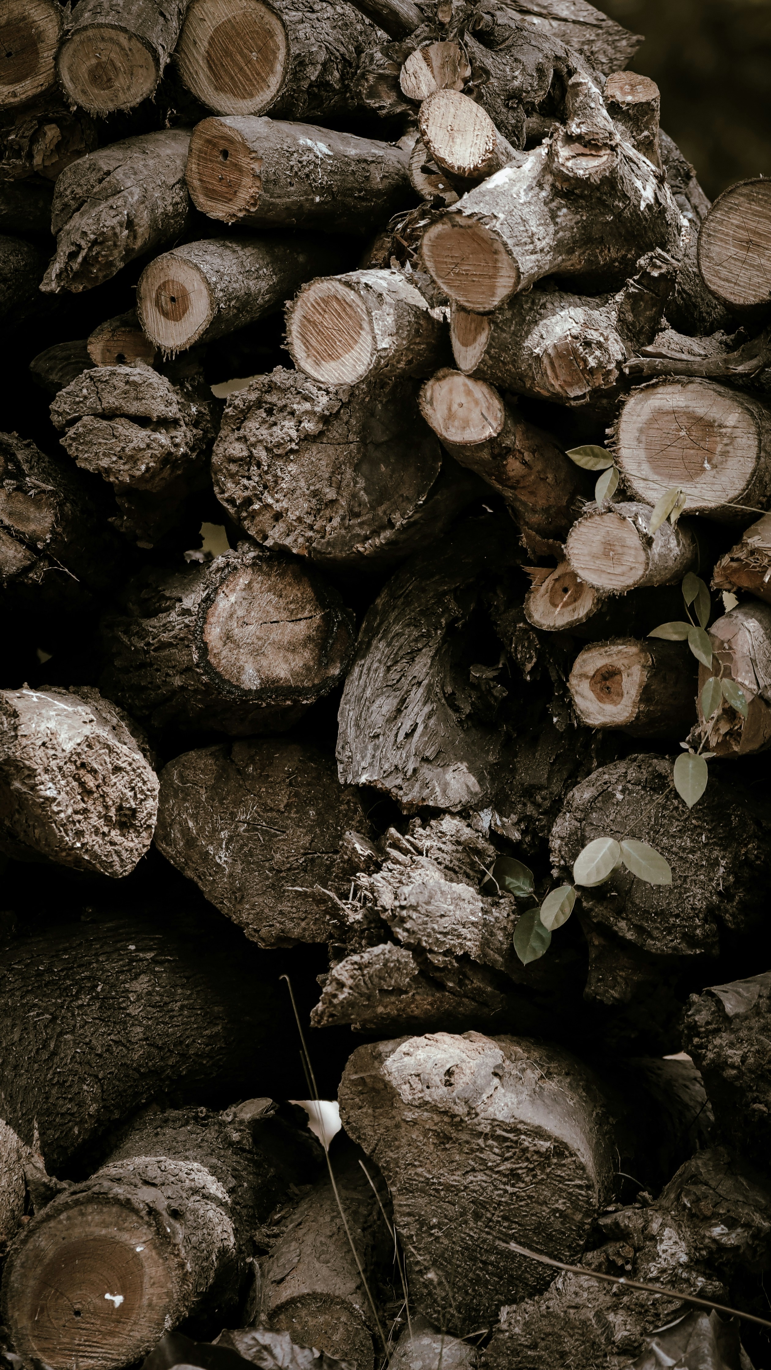 Sepia Pile: Weathered Logs and Quiet Ivy in a Stacked Scene