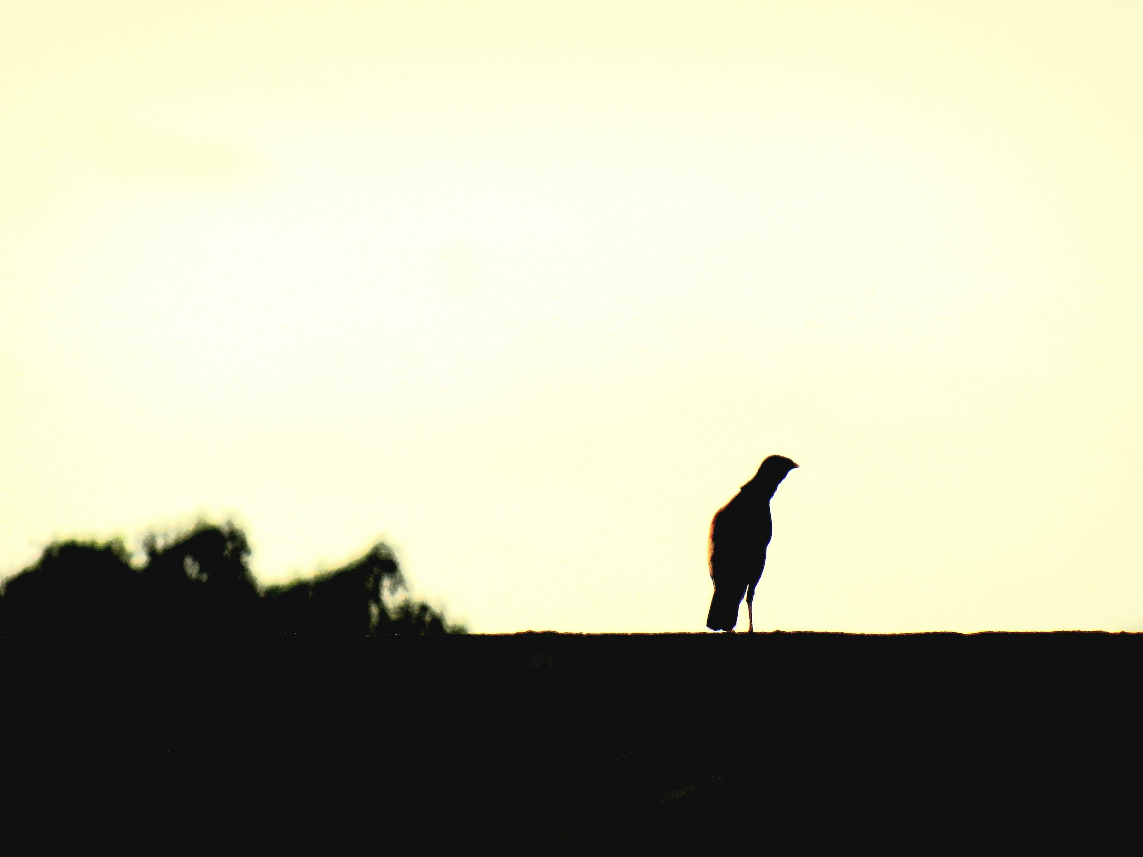 Photo by Muhammed Faizan Hussain with Nikon Coolpix S9100