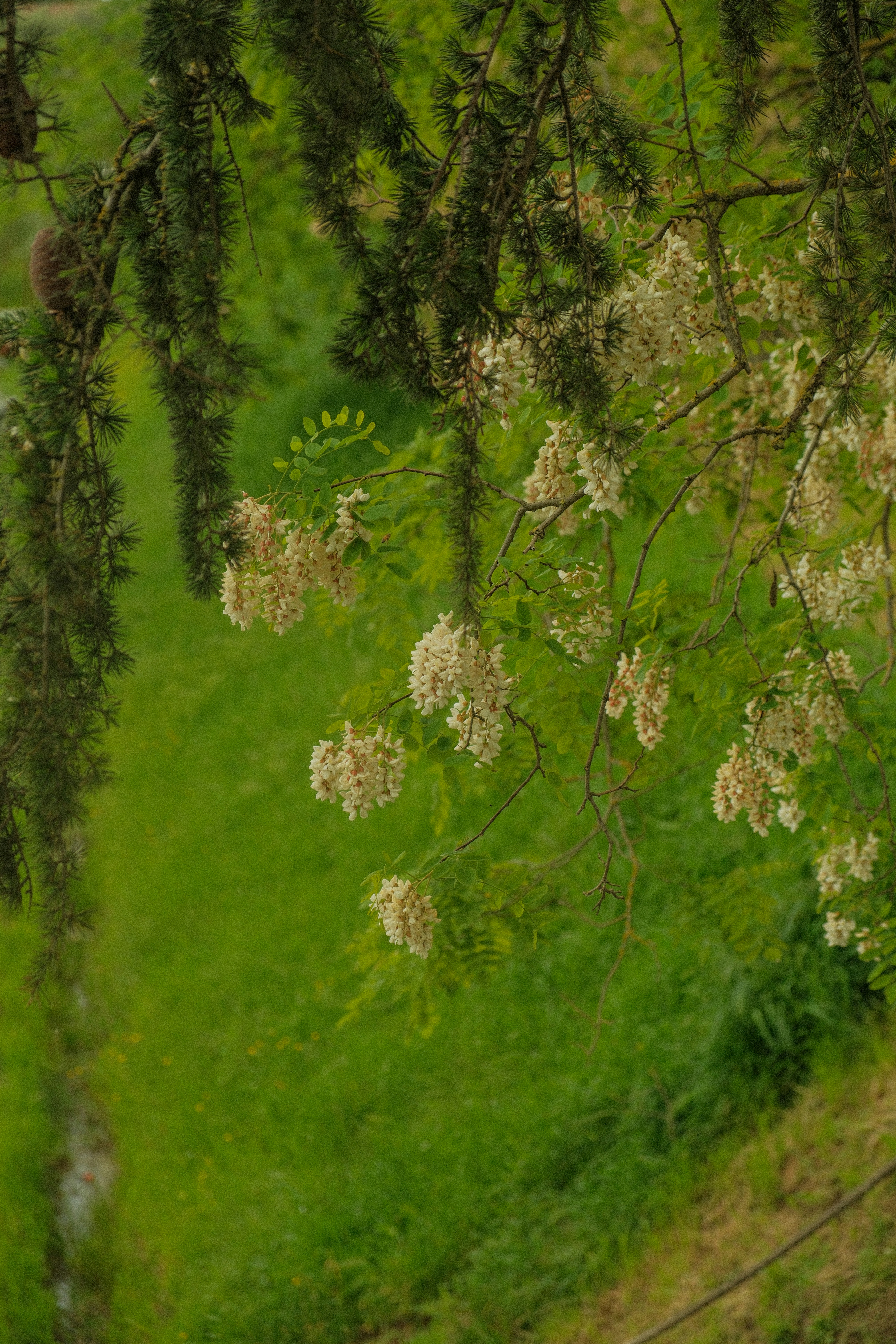 Cascade of Cream Blossoms on a Hanging Branch Under a Green Canopy