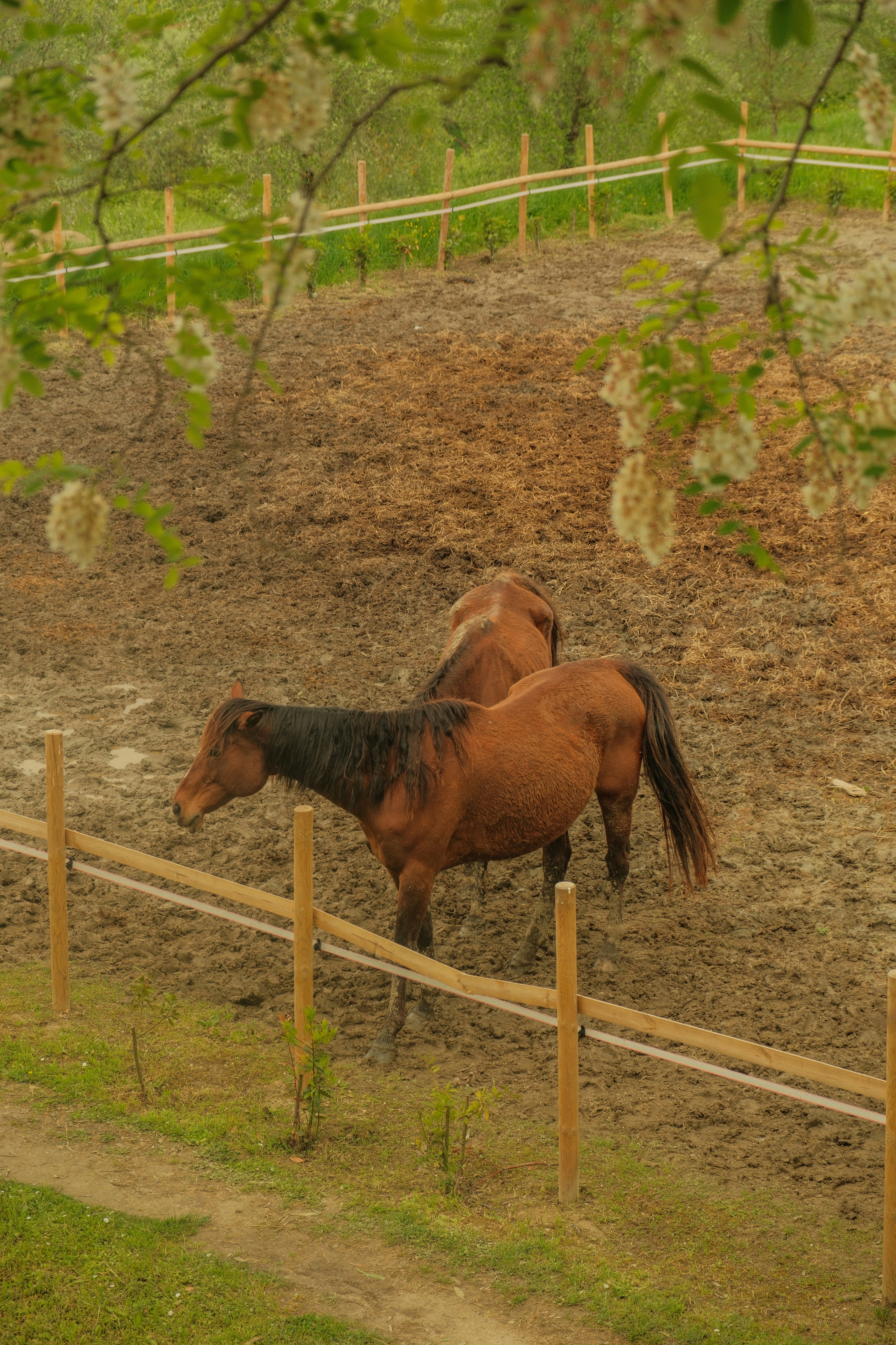 Pasture Pause: Two Horses in a Muddy Enclosure Framed by Blossoms