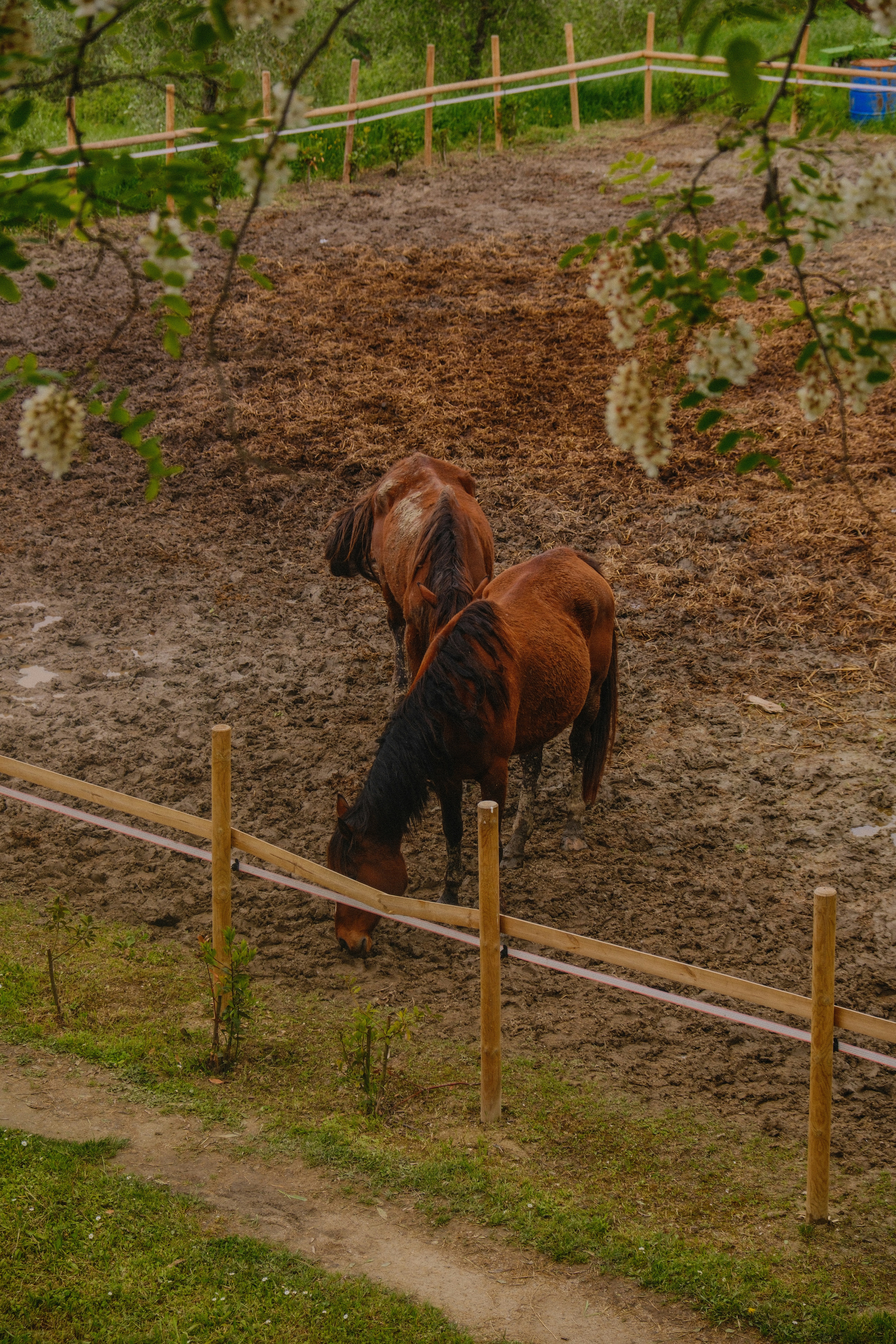 Beside the Fence: Two Chestnut Horses in a Muddy Paddock Under Blossomed Branches