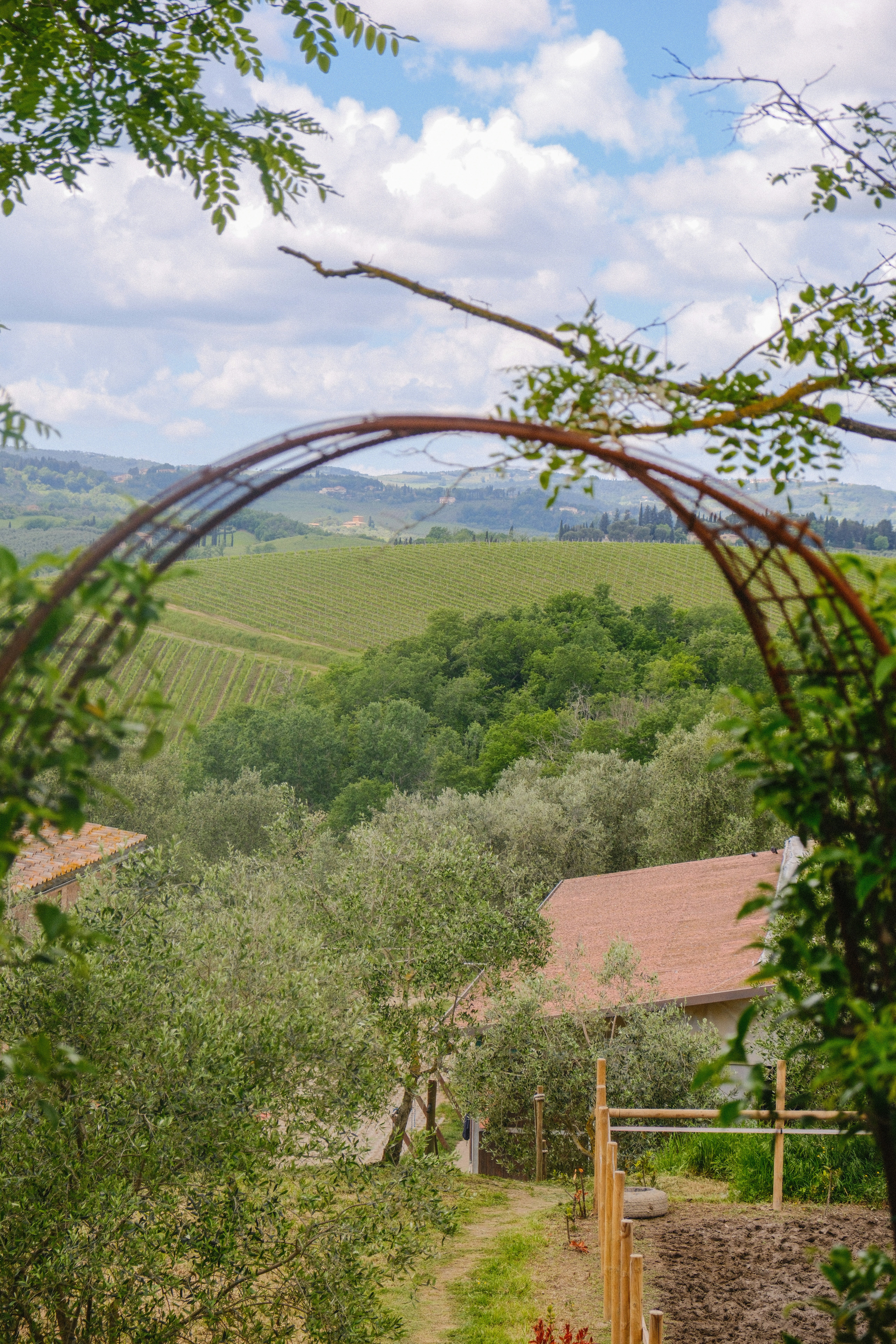 Arched vine-frame over a sunlit Tuscan valley