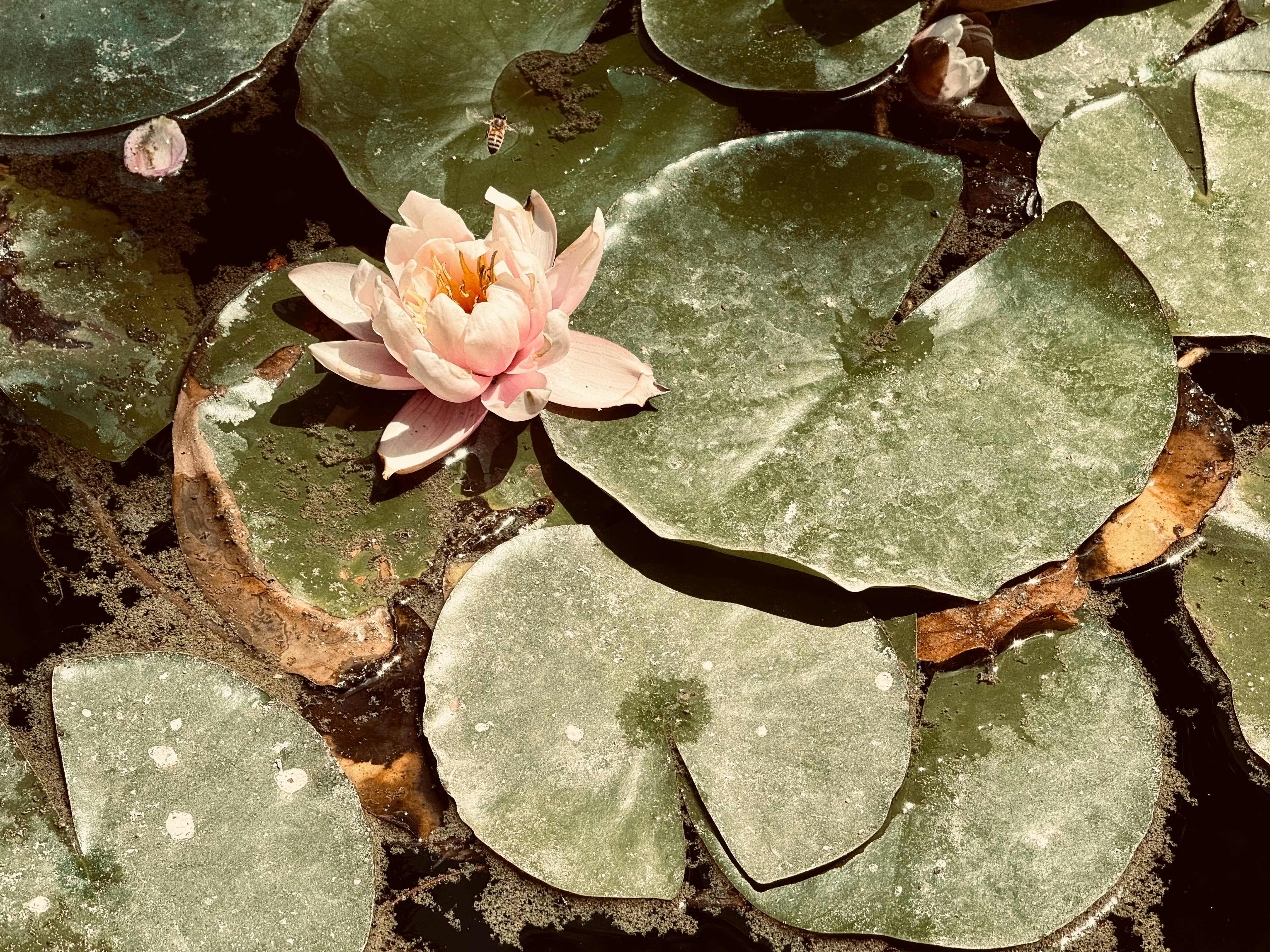 The ancient buildings of Iran have a special and unique architecture. The presence of a water pond in the outer area is the most beautiful manifestation of these historical buildings. When visiting historical places, we often see these plants submerged in water in ponds.