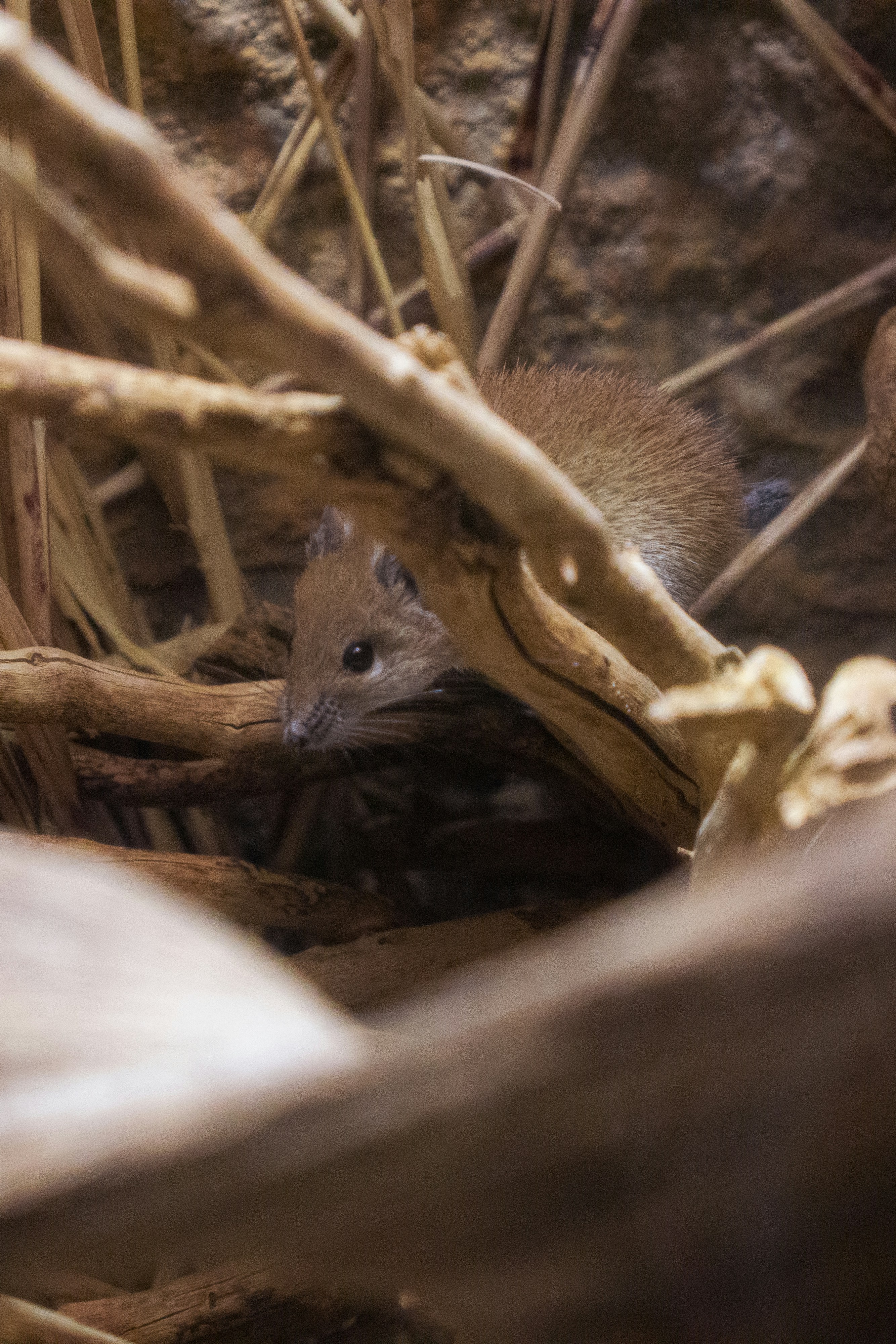 Hidden Dormouse in Pebbled Underbrush