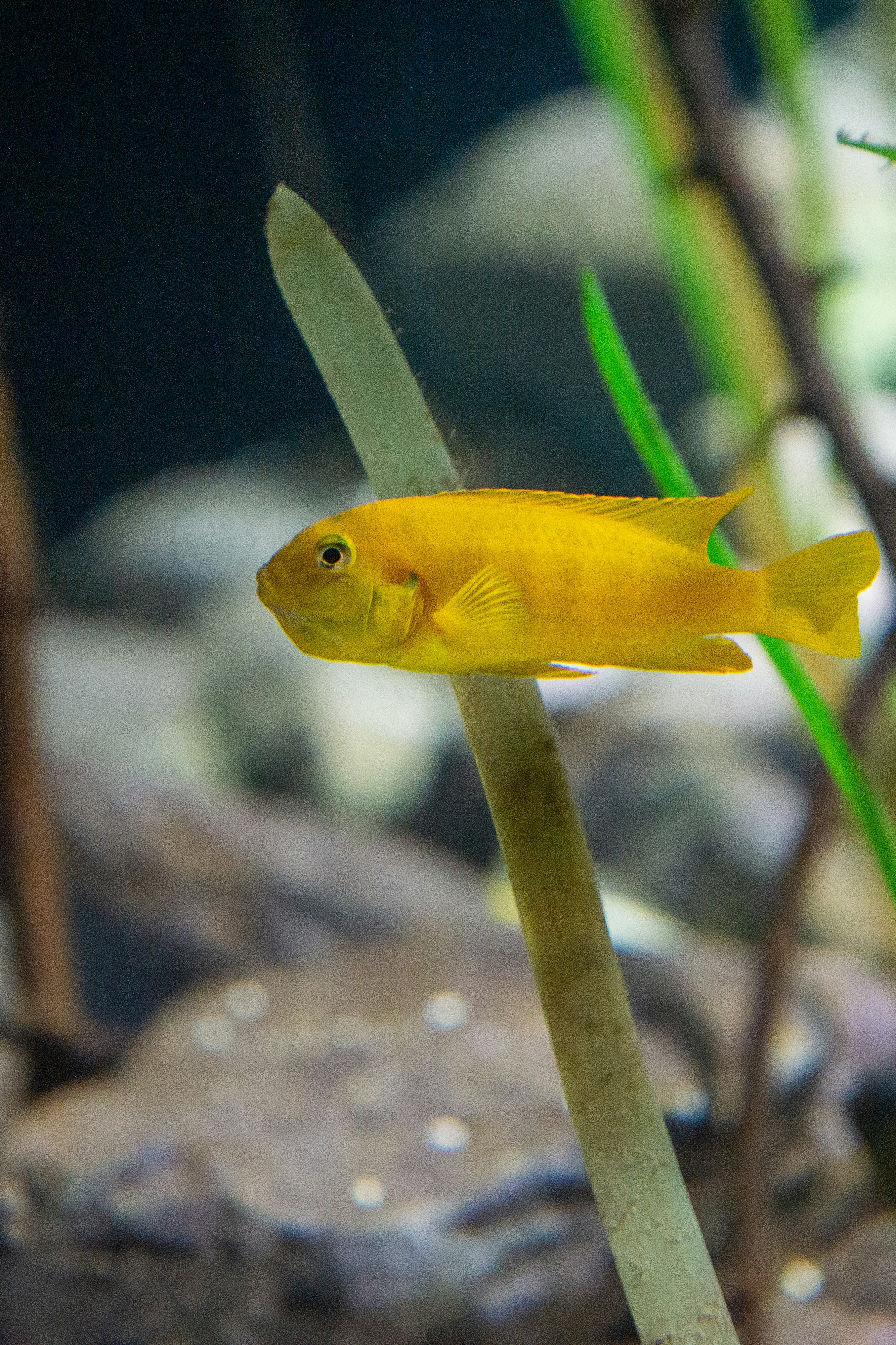 Amber Run: a goldfish gliding through the aquarium garden