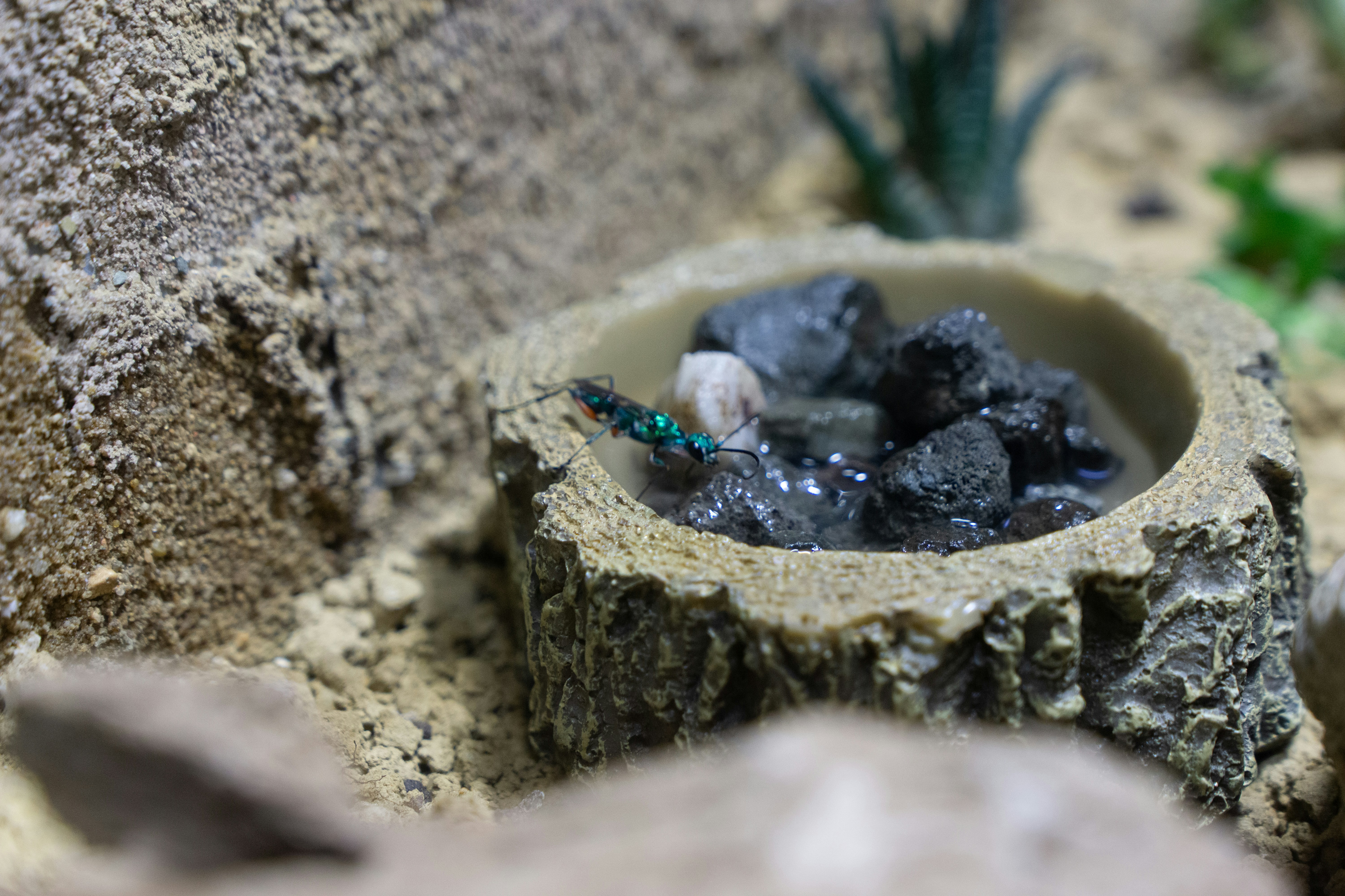 A small blue and green insect sitting inside of a hole in a rock photo ...