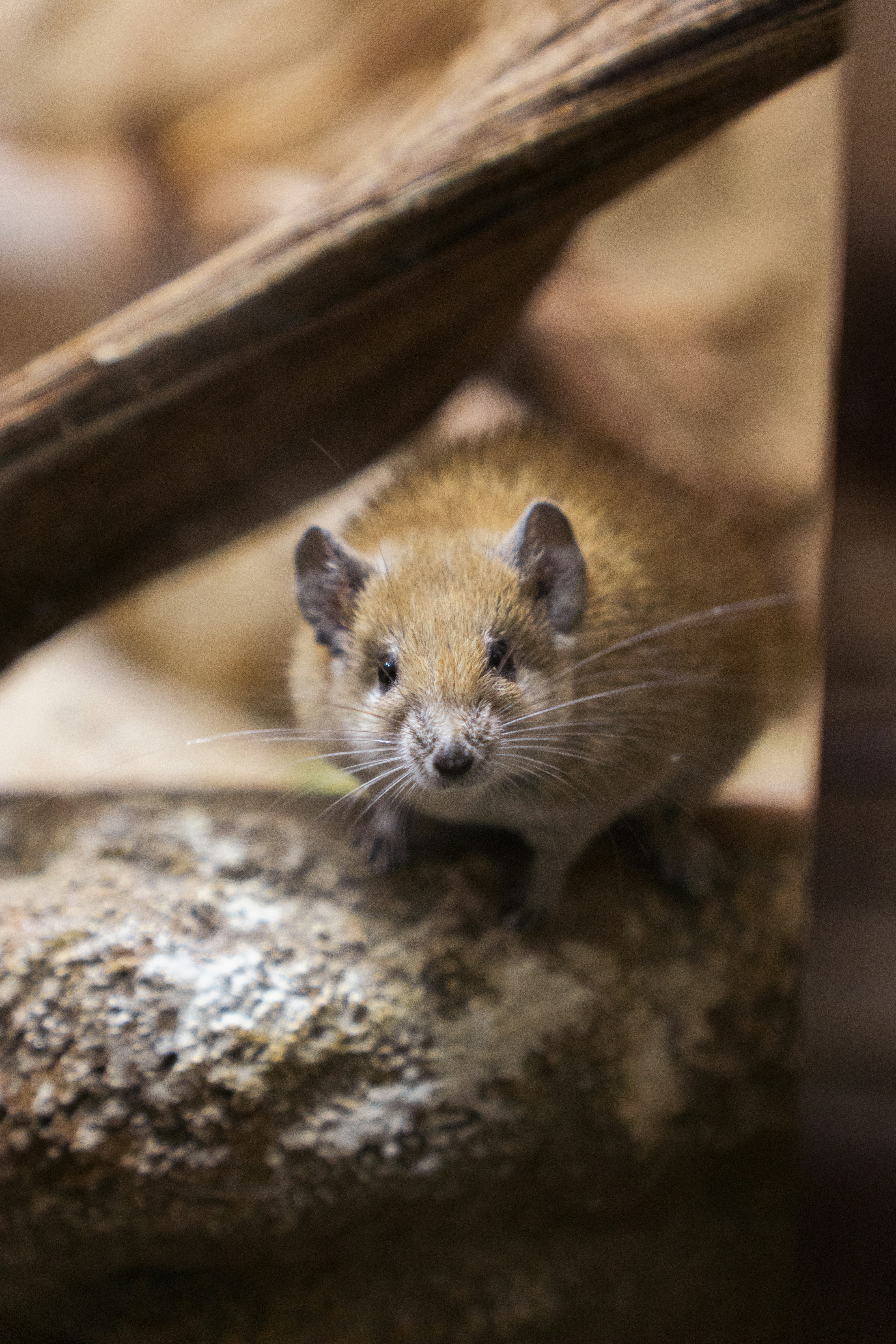 Curious Whiskers in a Sunlit Hideaway