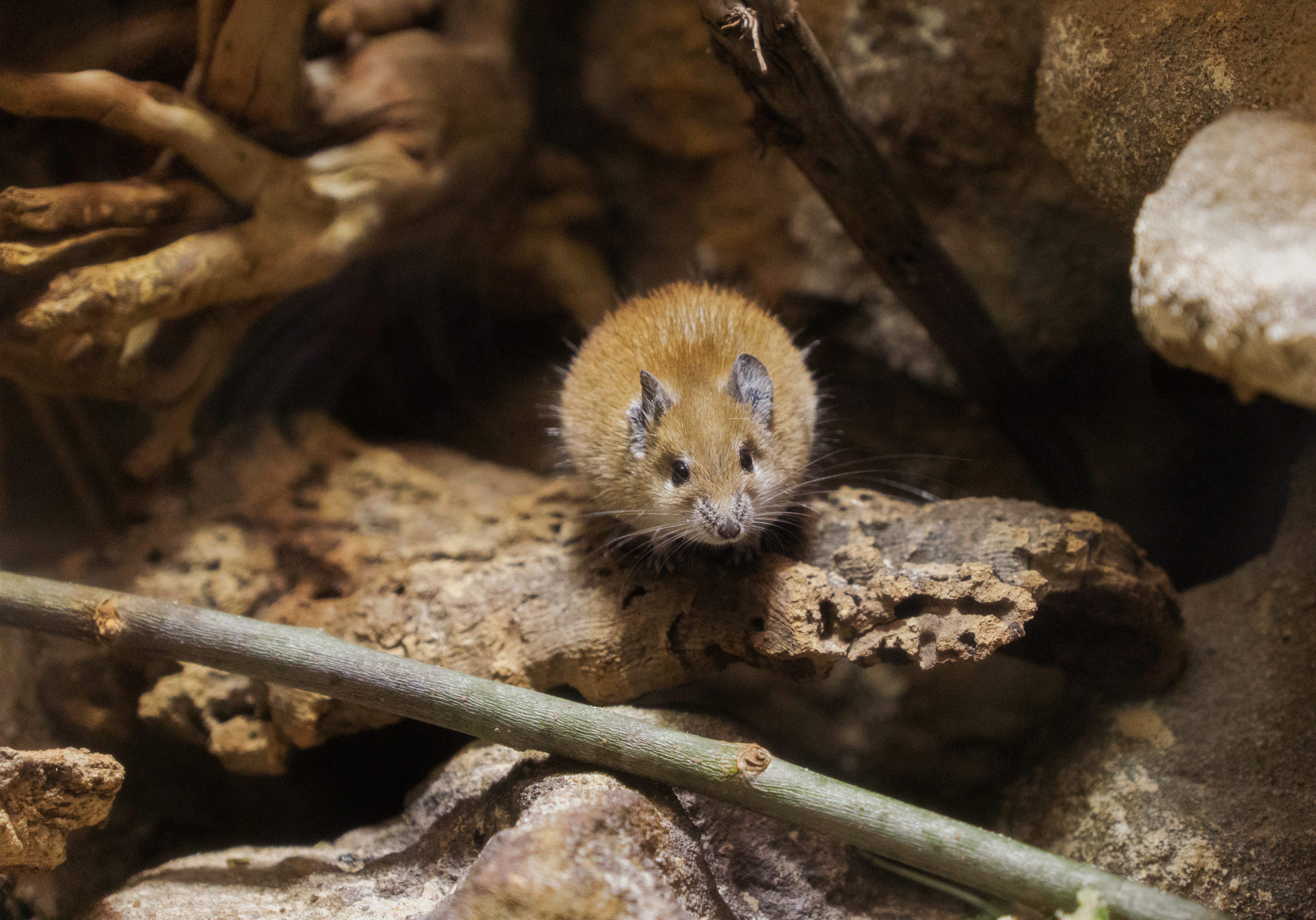 Tiny Explorer Amid Rough Terrain