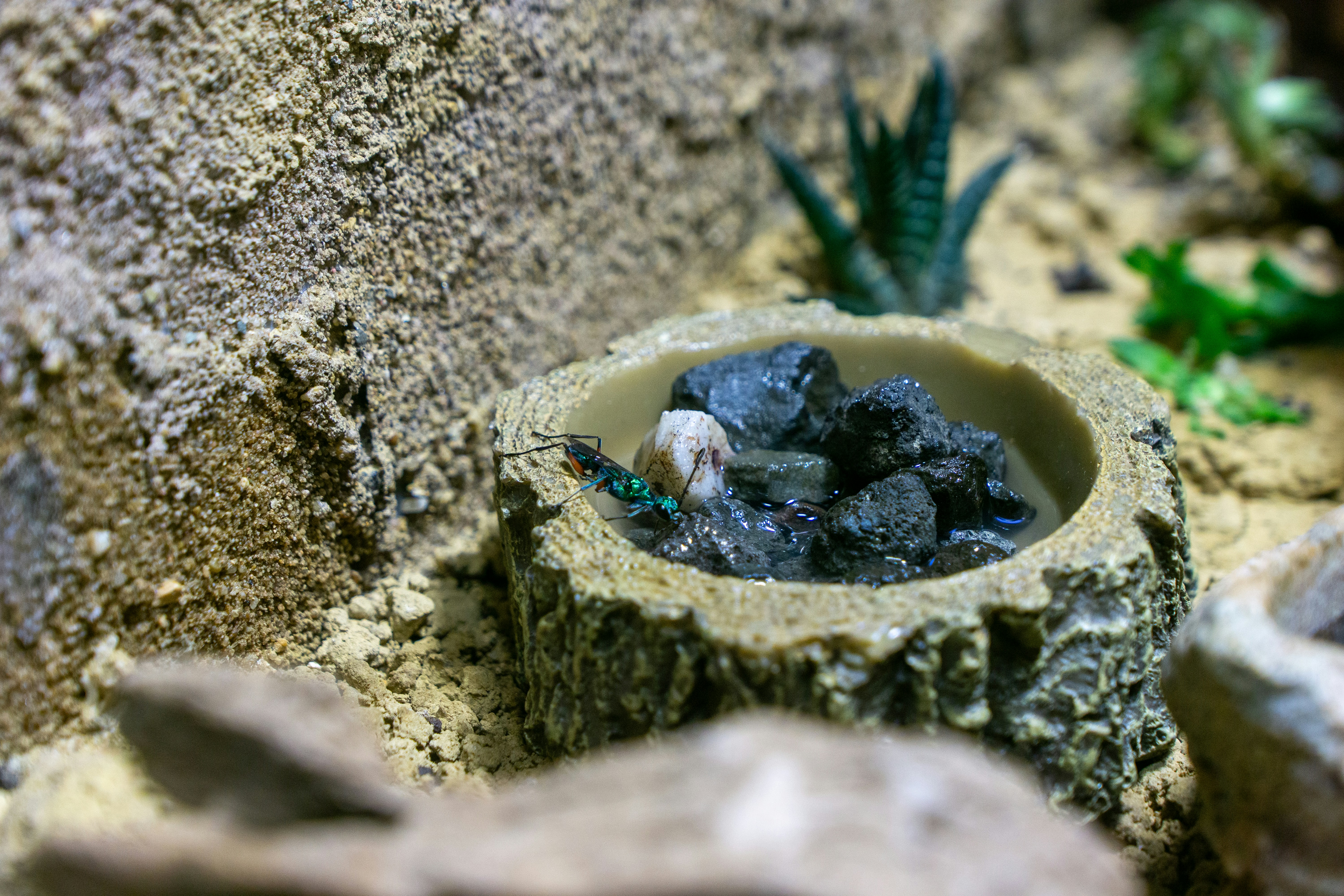 Oasis in a Pebble Bowl: A Desert Terrarium Microcosm