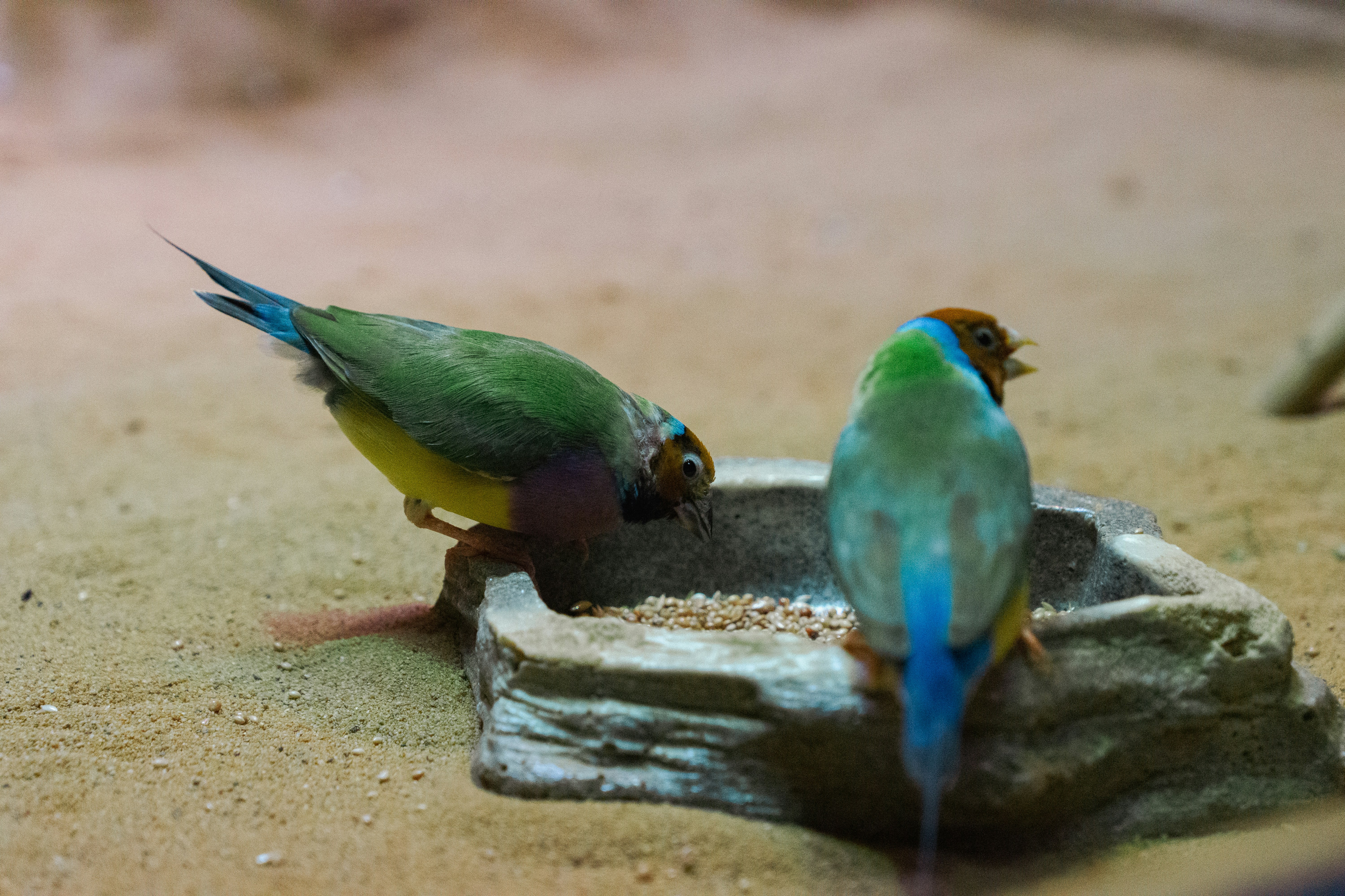 Feeding Pause by the Watering Dish: A Pair of Painted Finches