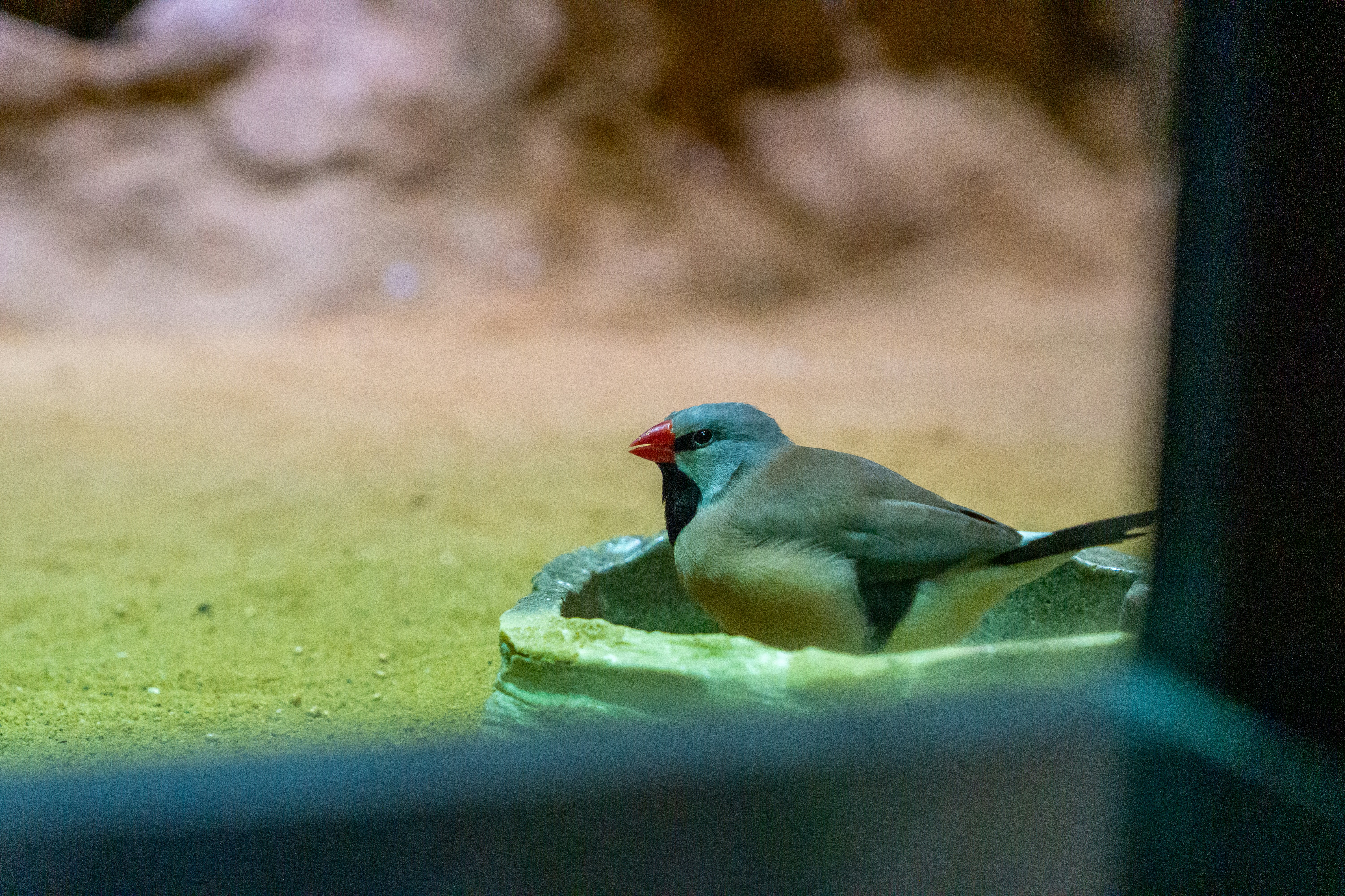 Azure Crowned Visitor by a Mossy Courtyard Basin