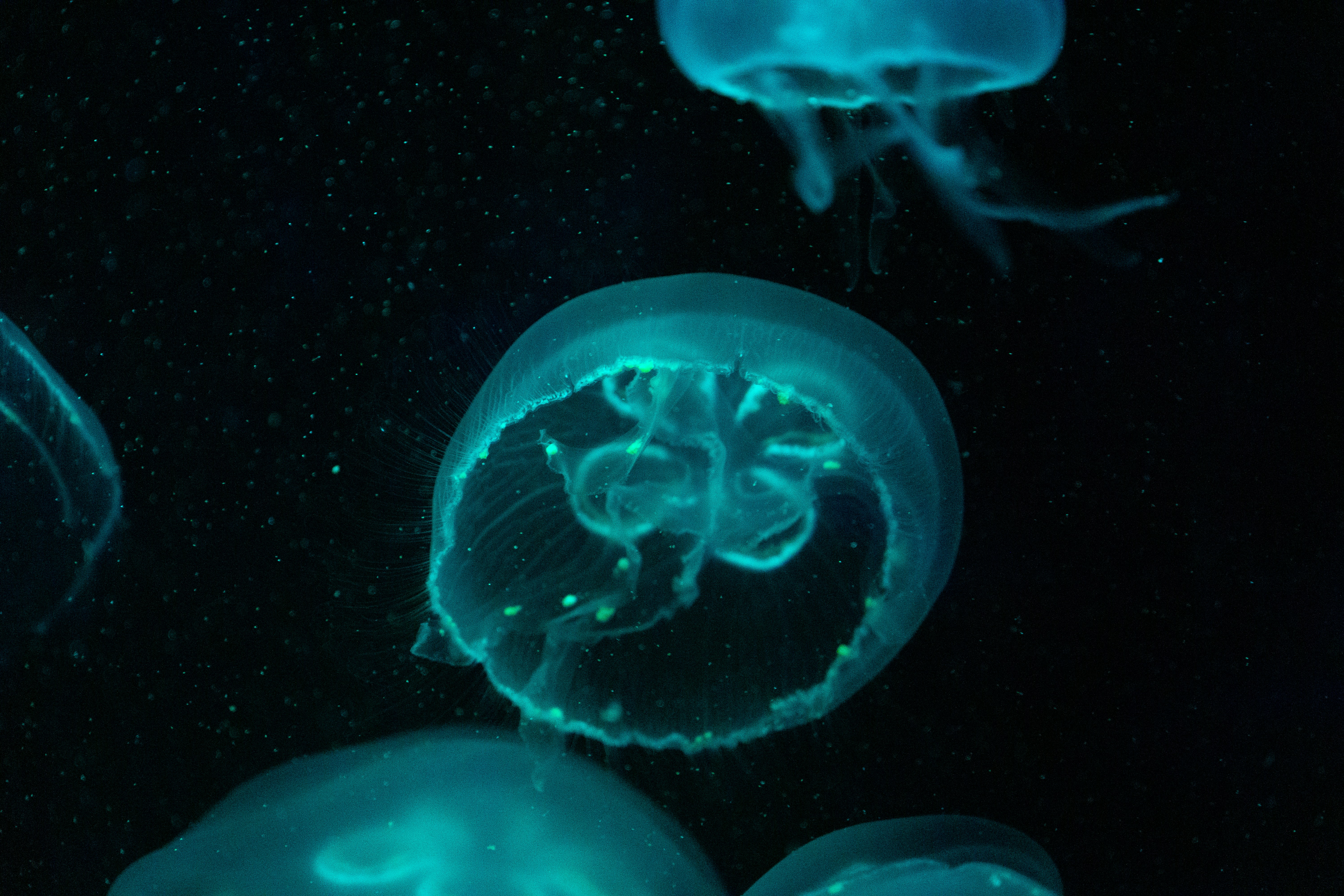 Midnight Lanterns: A Neon Ballet of Jellyfish in the Deep