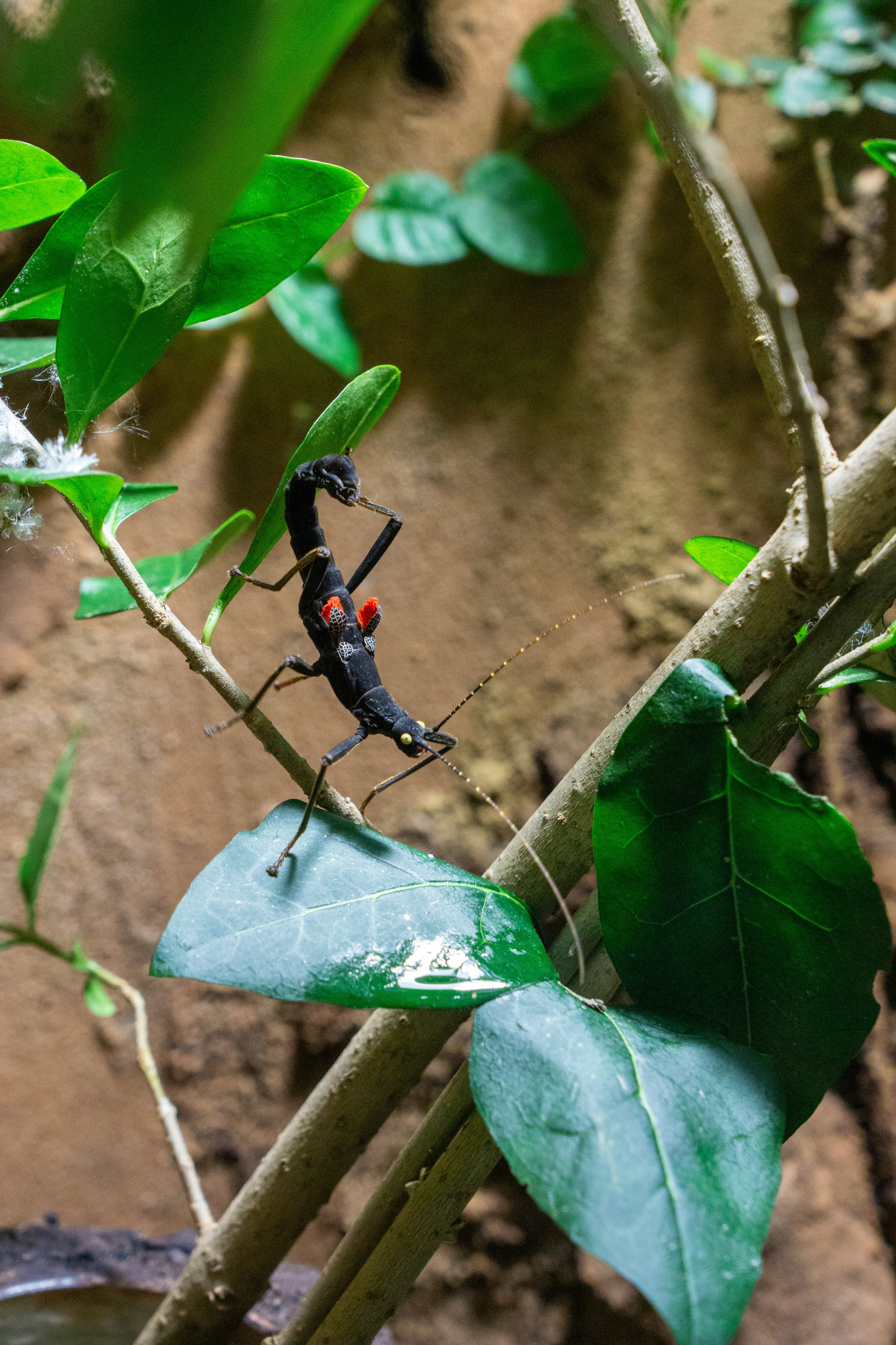 Shadow Mantid on Jade Branches